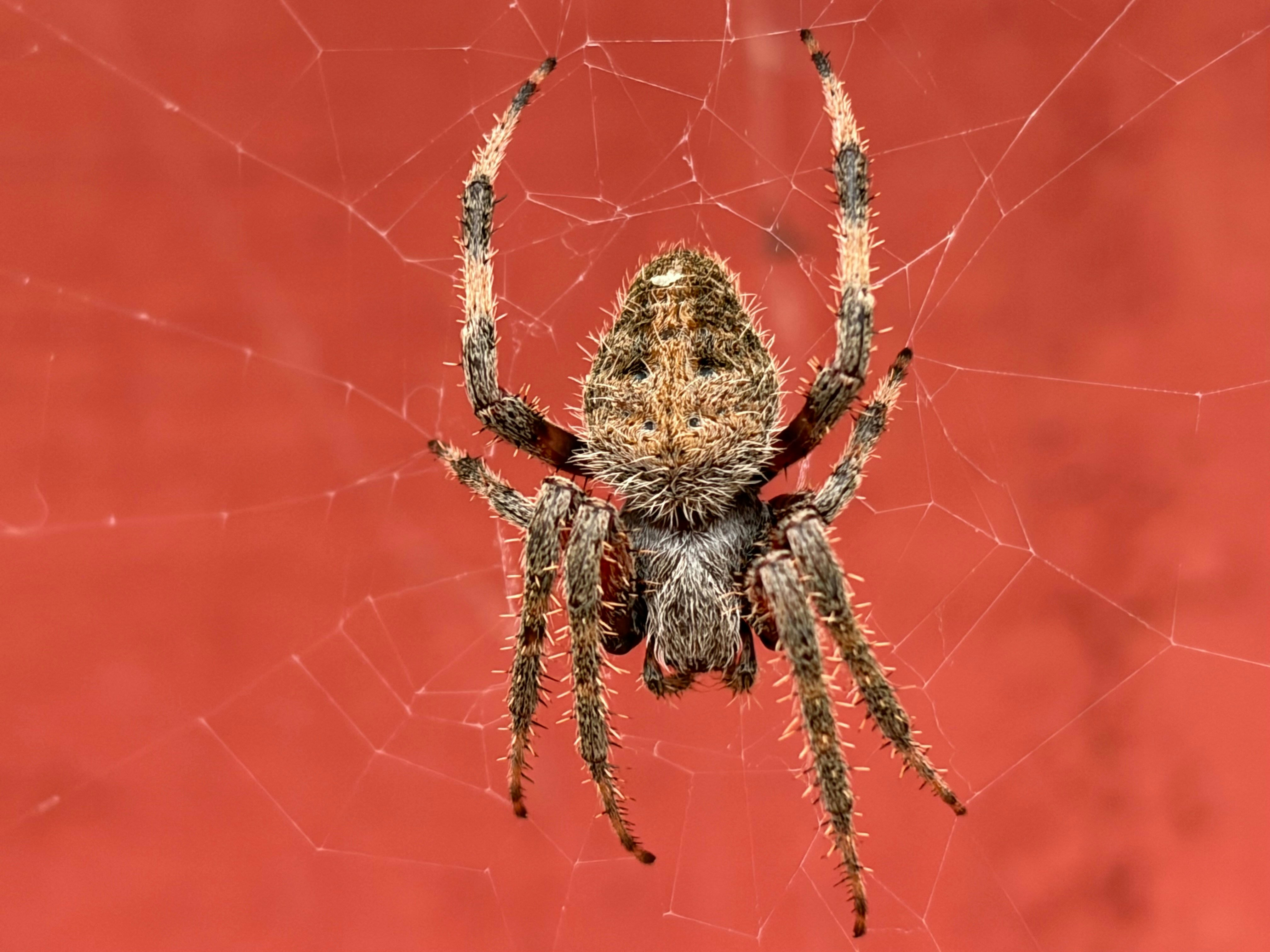 Orb weaver spider | A spider hangs on its web against red background