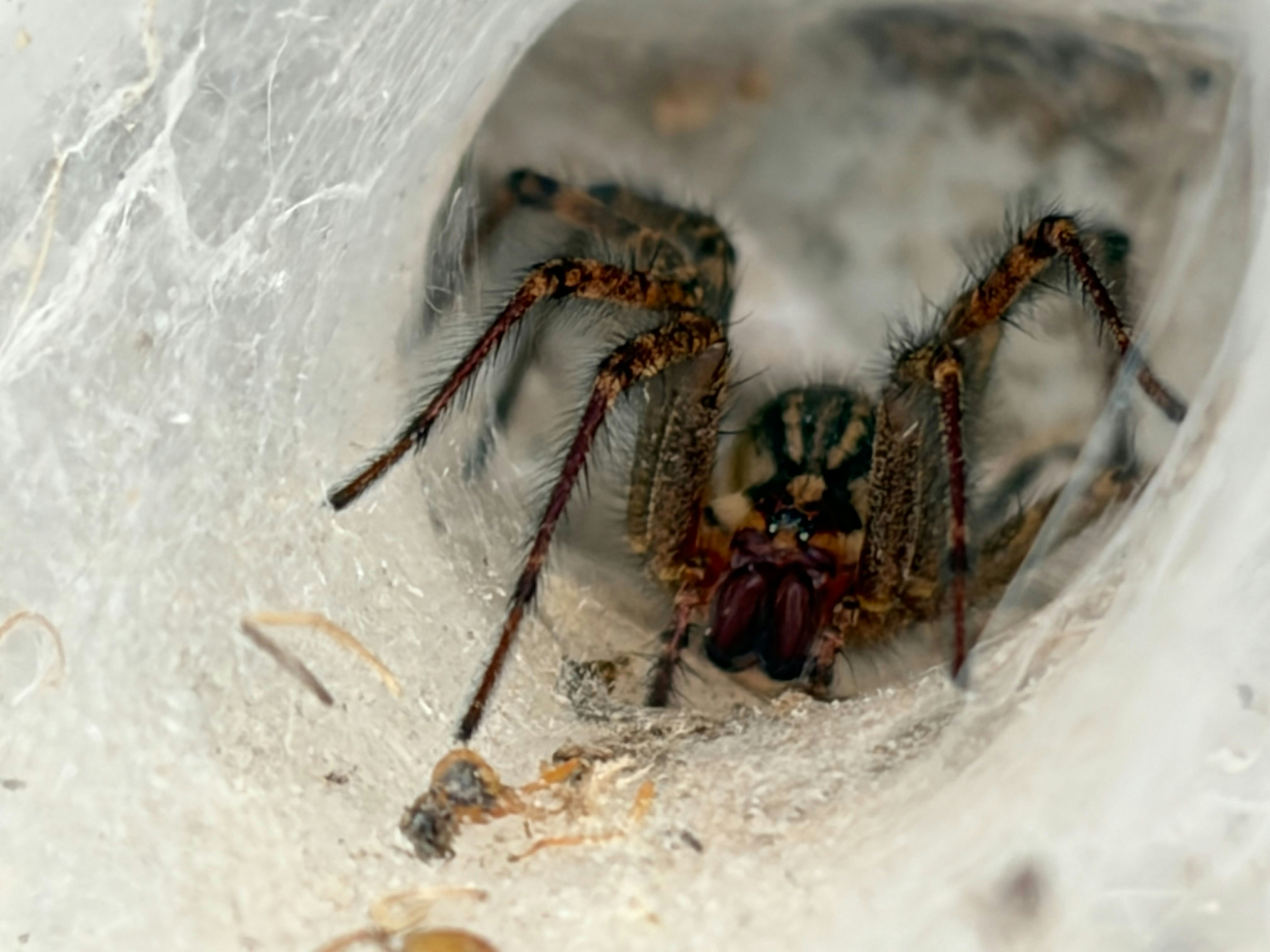 Apple iPhone 17 Sample Shots