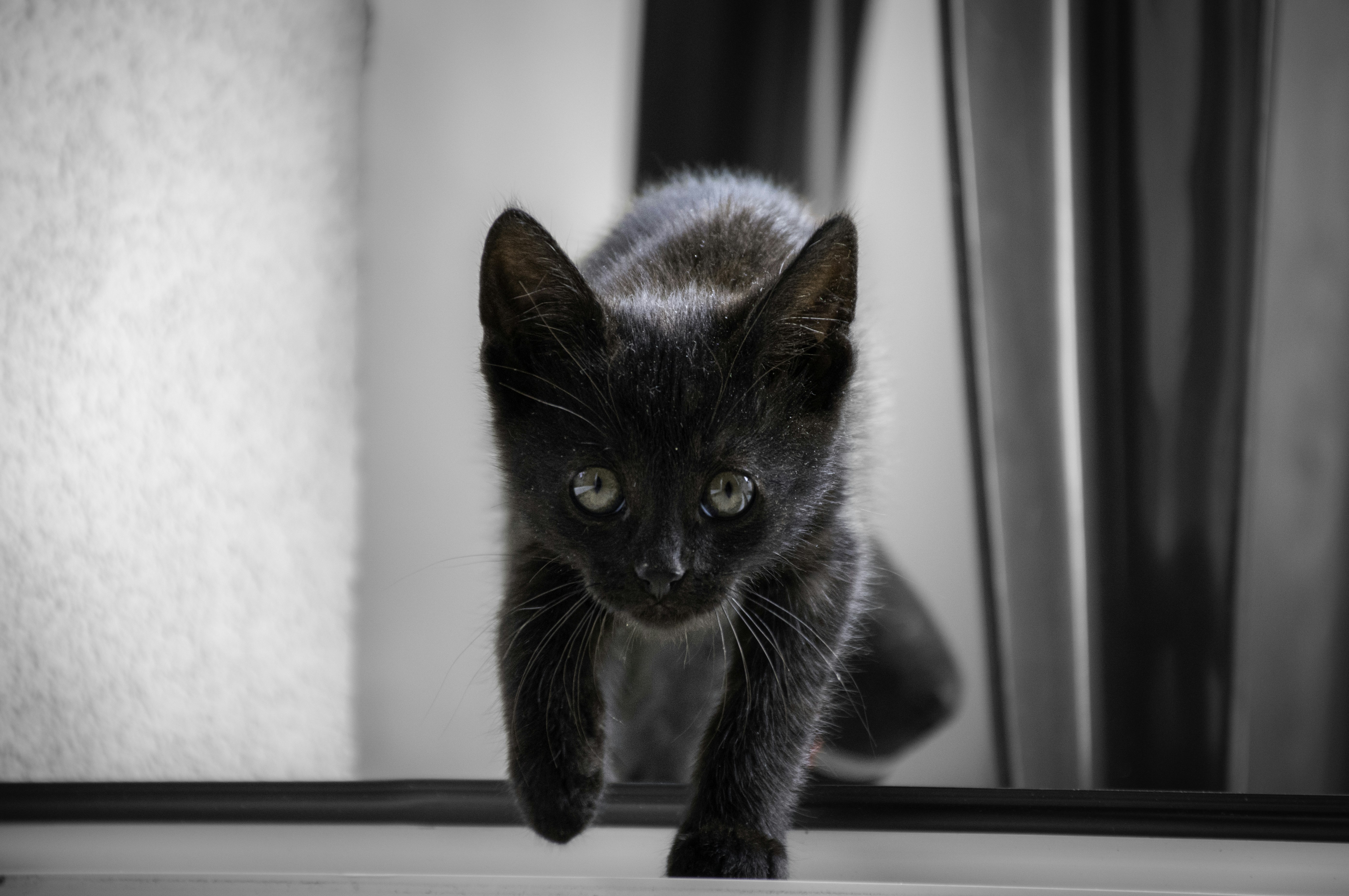 A small black kitten walks forward intently.