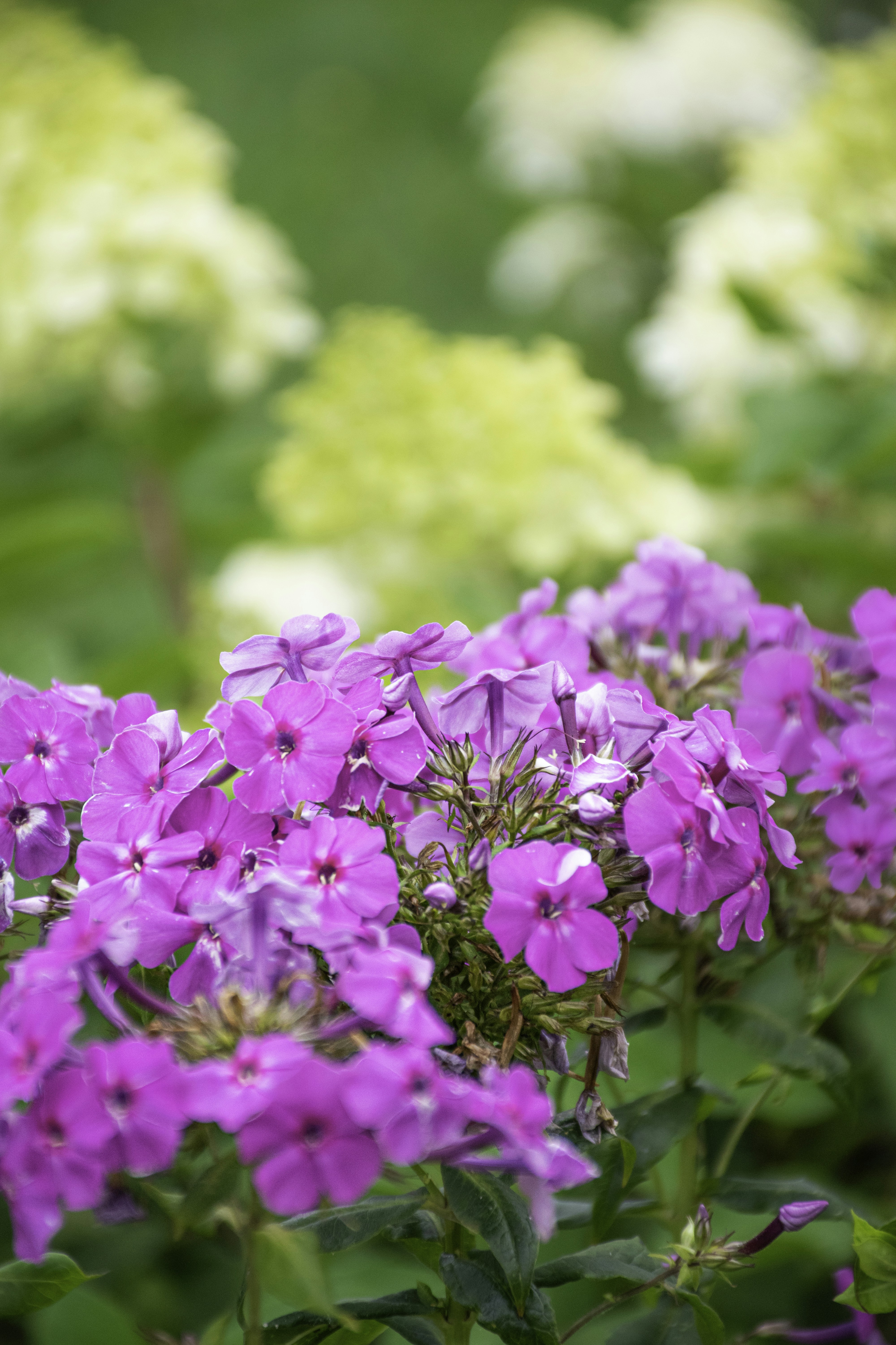 Magenta Phlox in Velvet Garden Blur