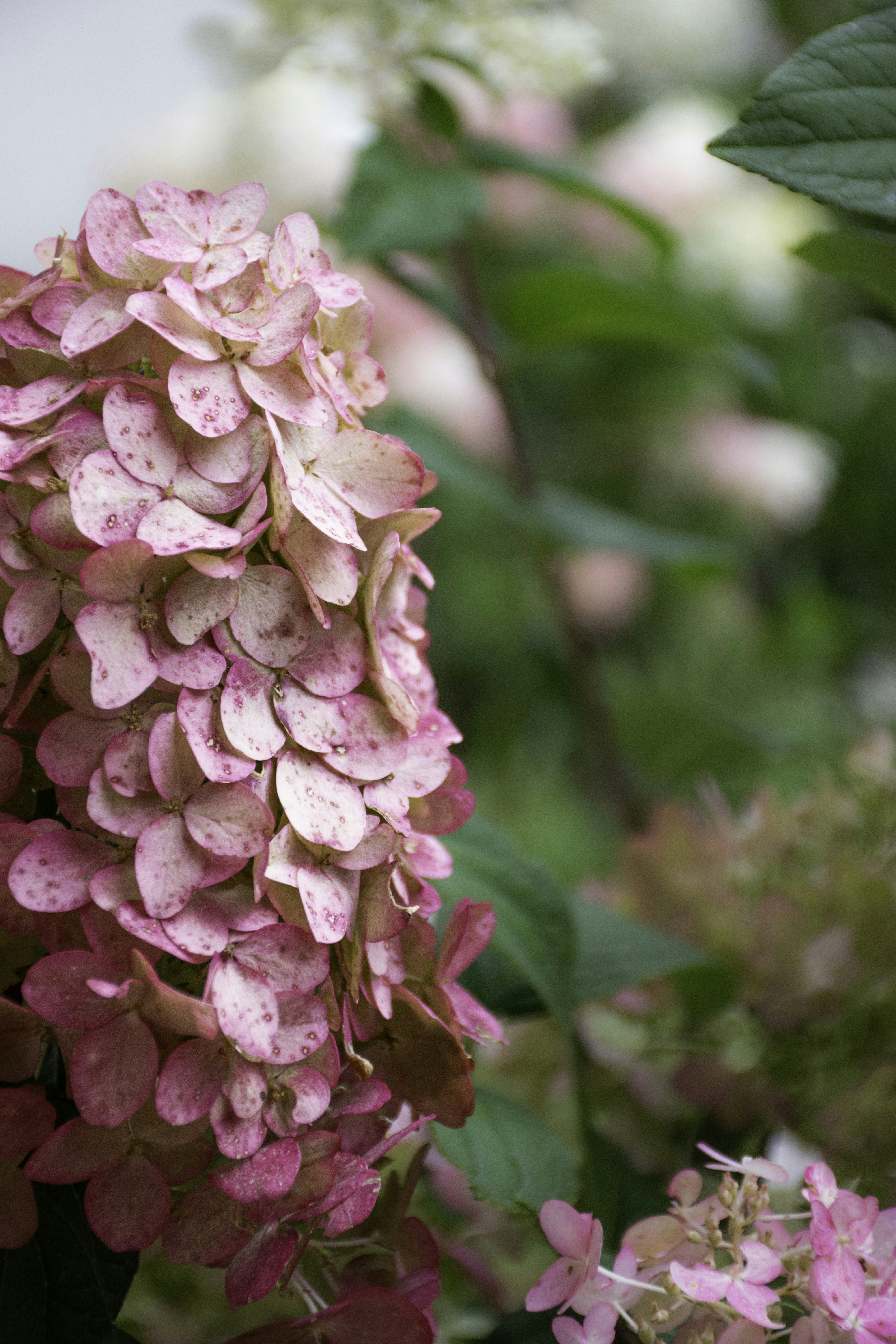 Whispers of Blossom: A Floral Symphony