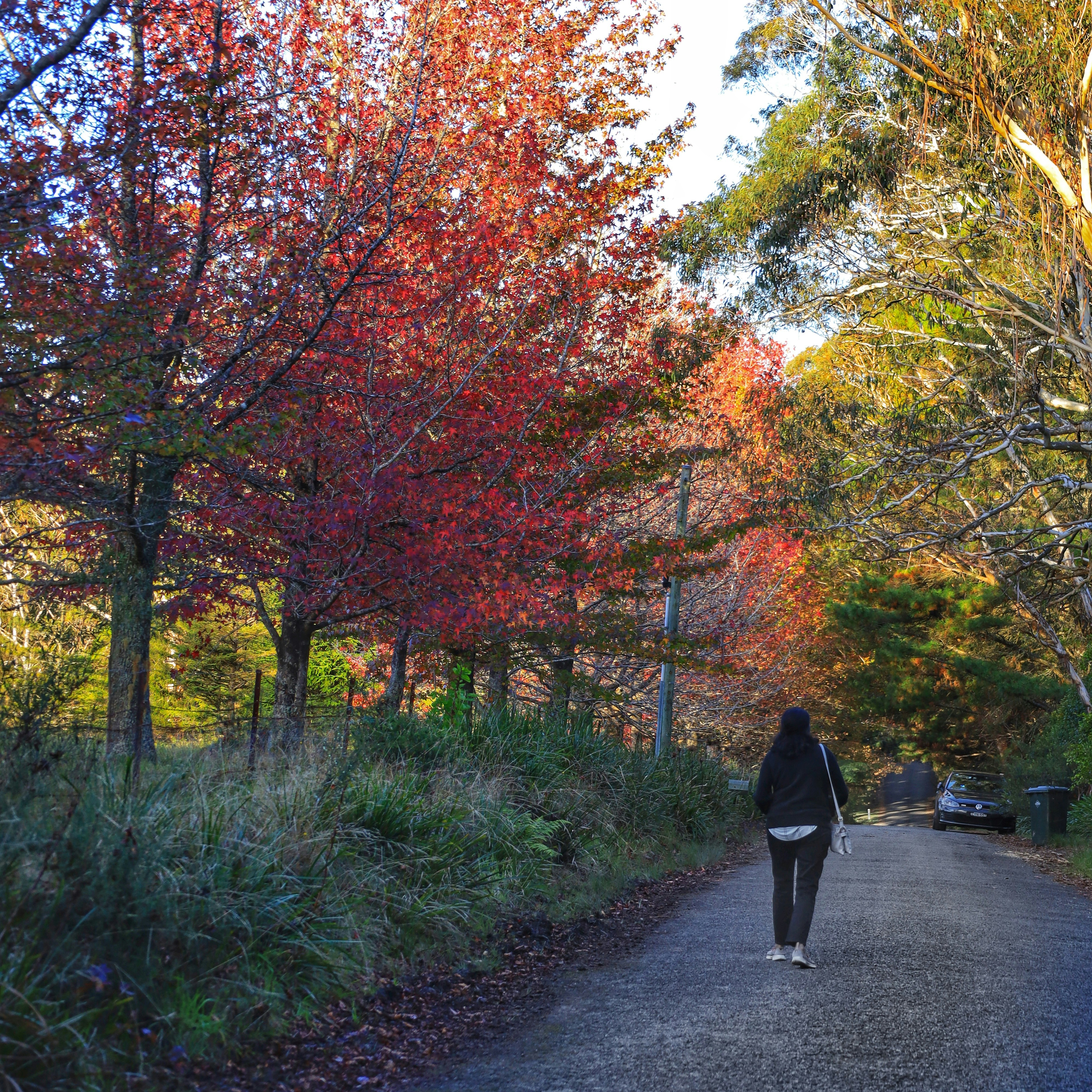 Person walks down a tree-lined road in autumn.