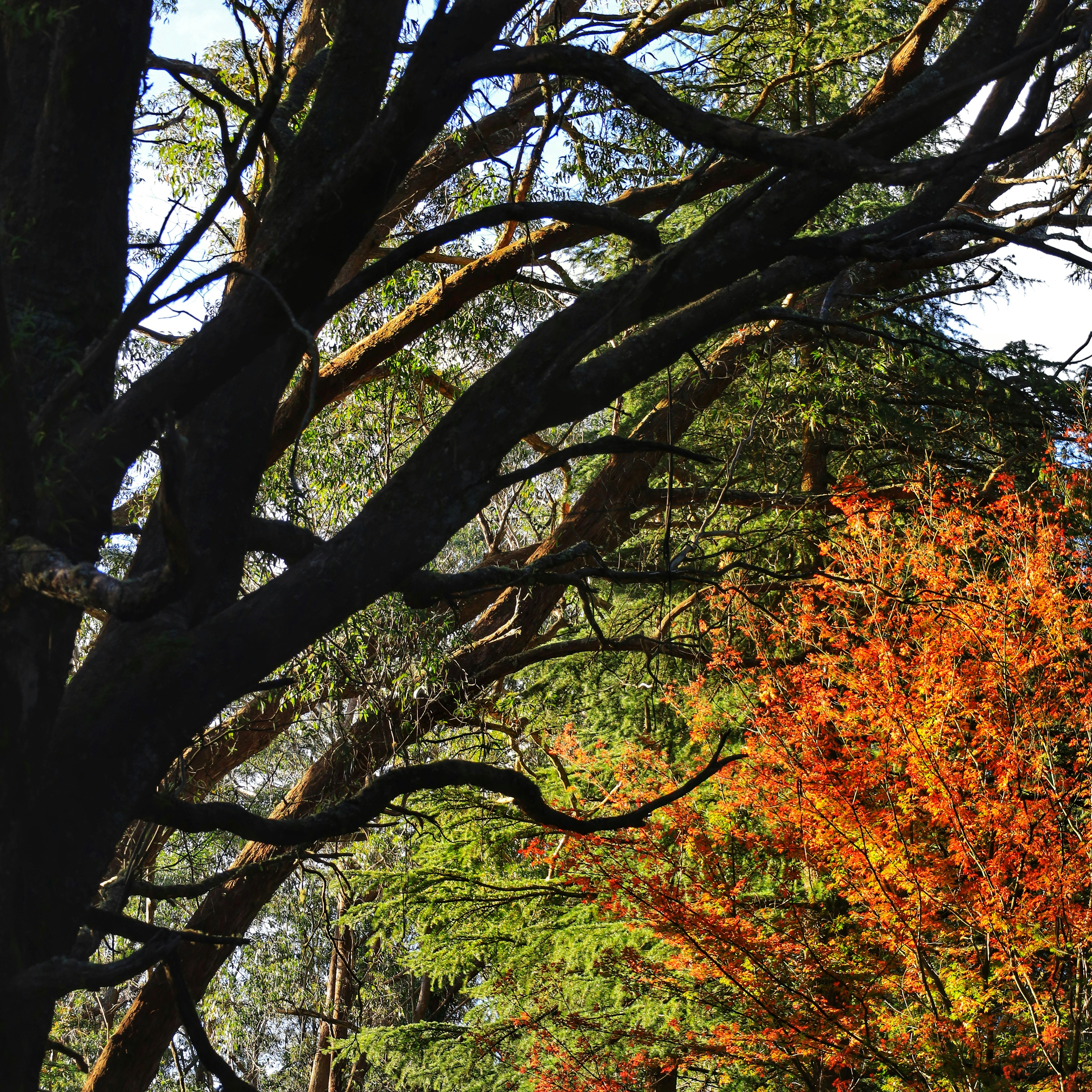 Autumn tree with vibrant orange leaves against green foliage.