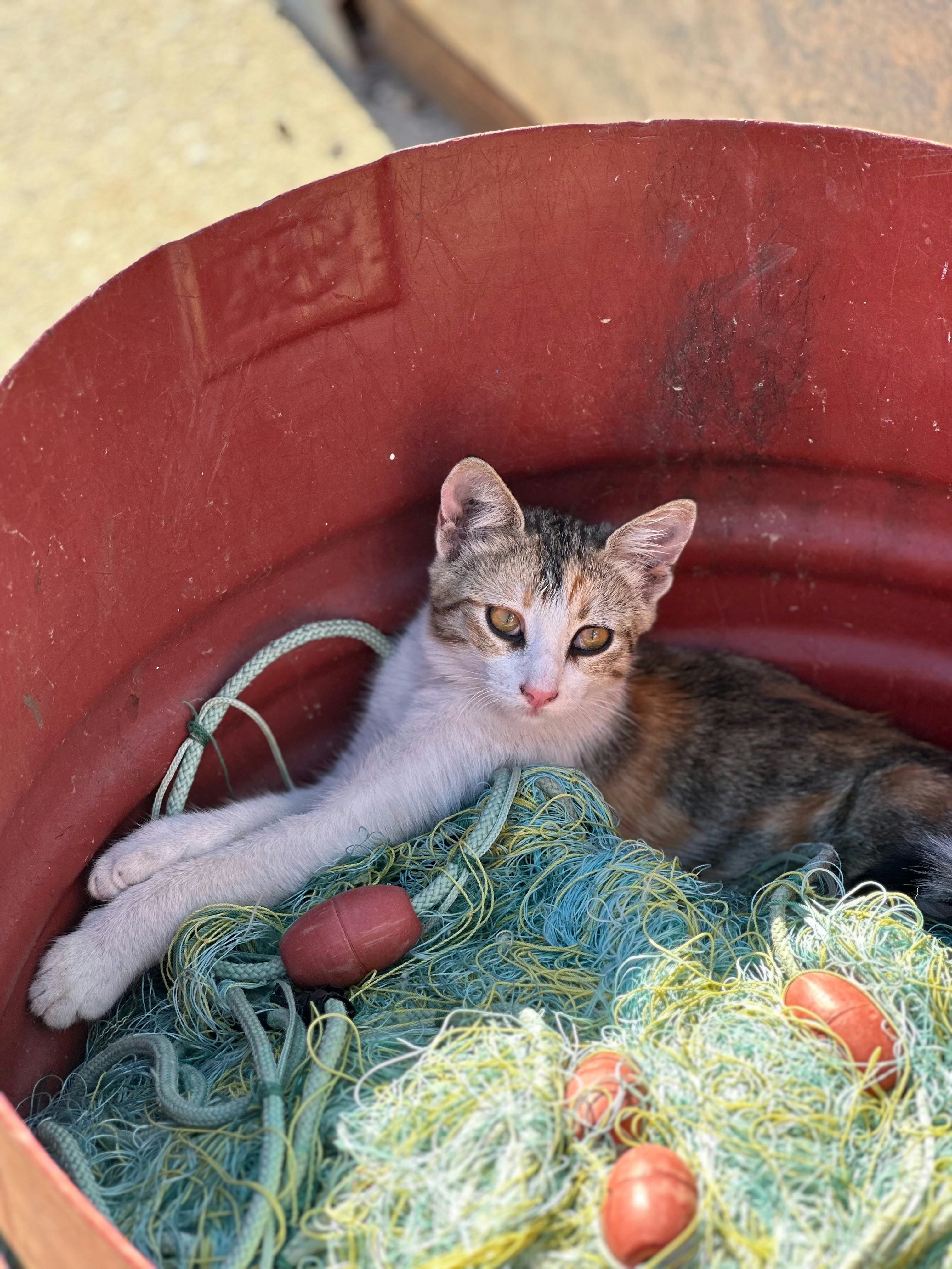 Serene Whiskers in a Coastal Haven