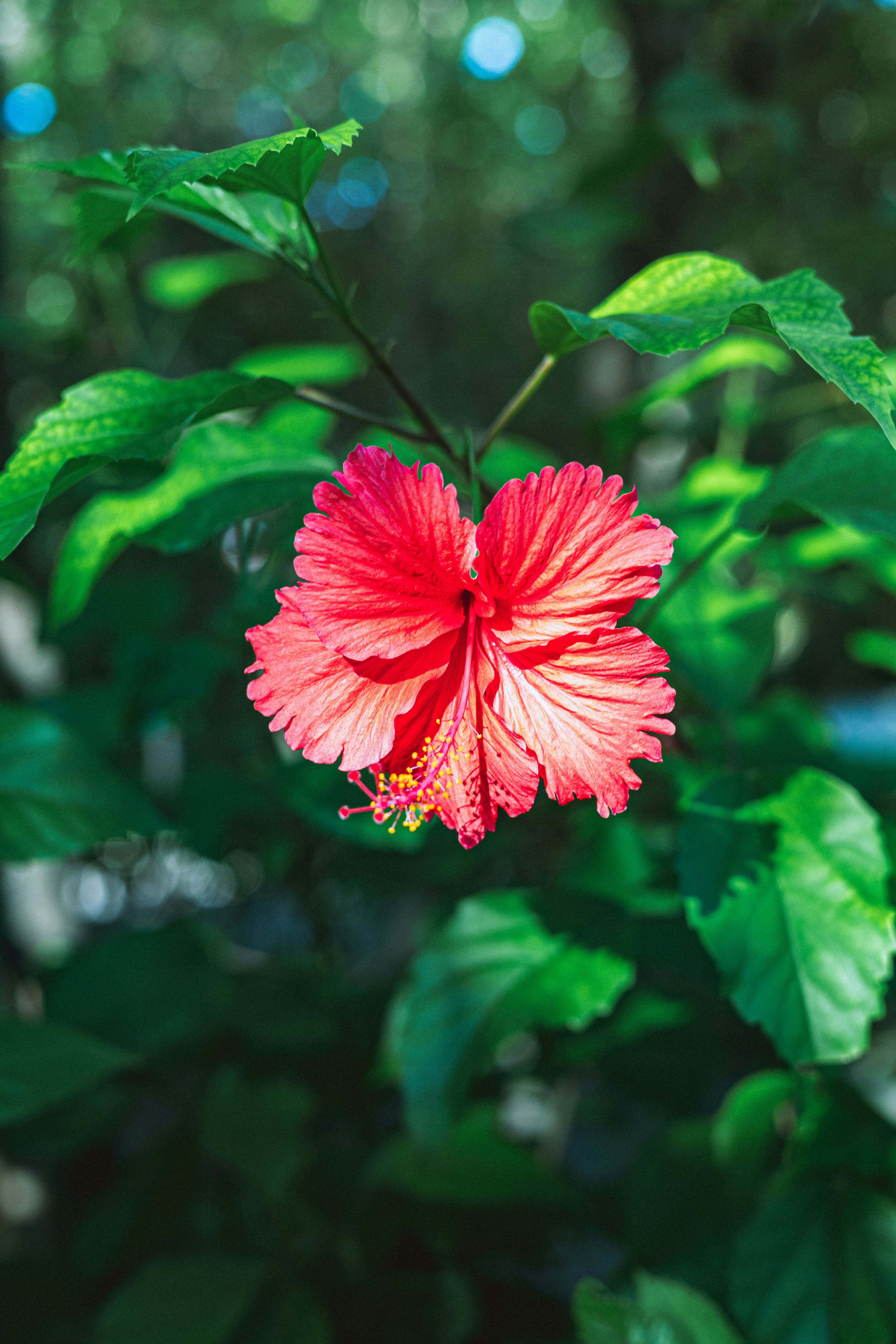 A vibrant red hibiscus flower blooms surrounded by green leaves.