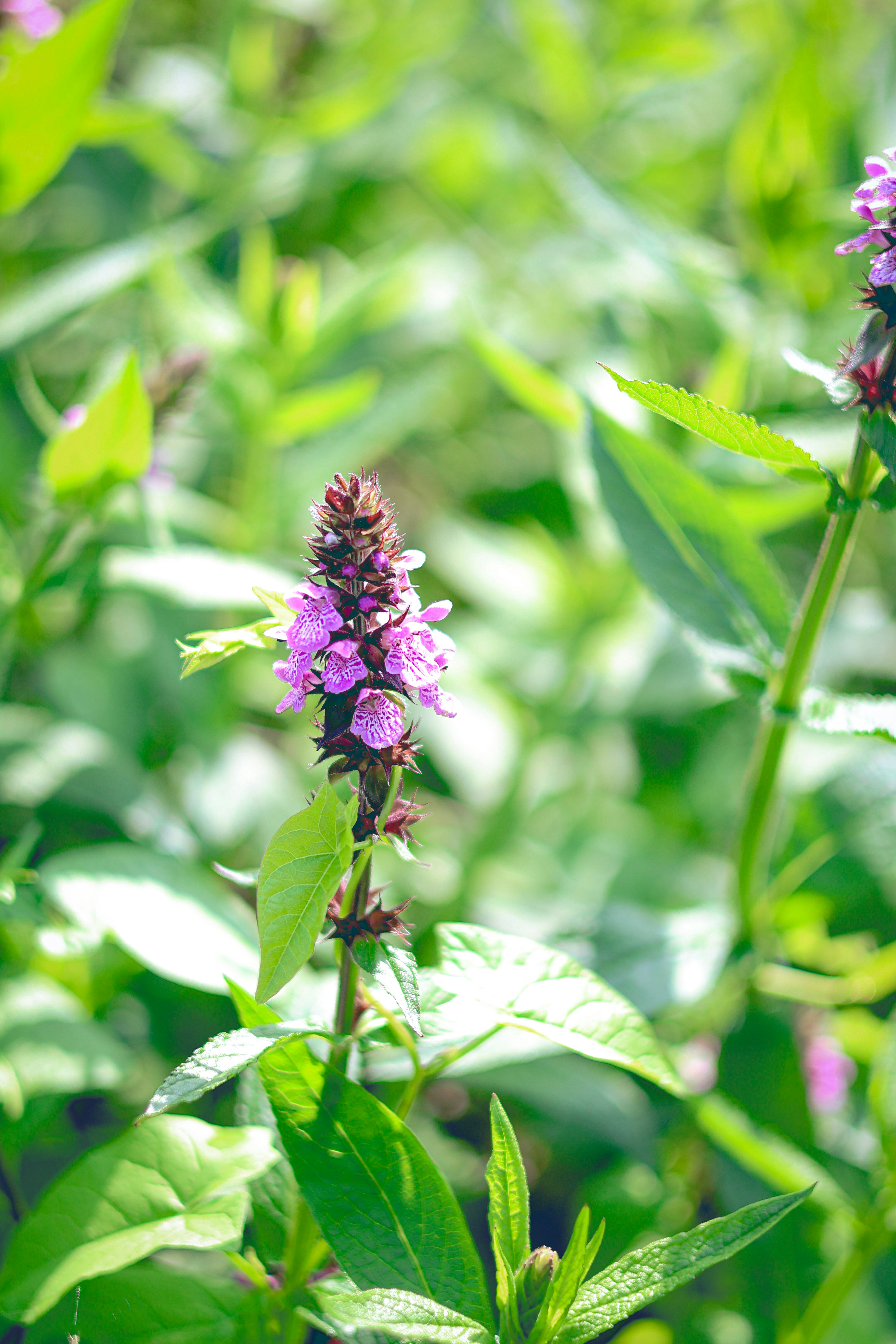 Purple Wildflower in Summer Light | A close-up of a purple flower with green leaves.