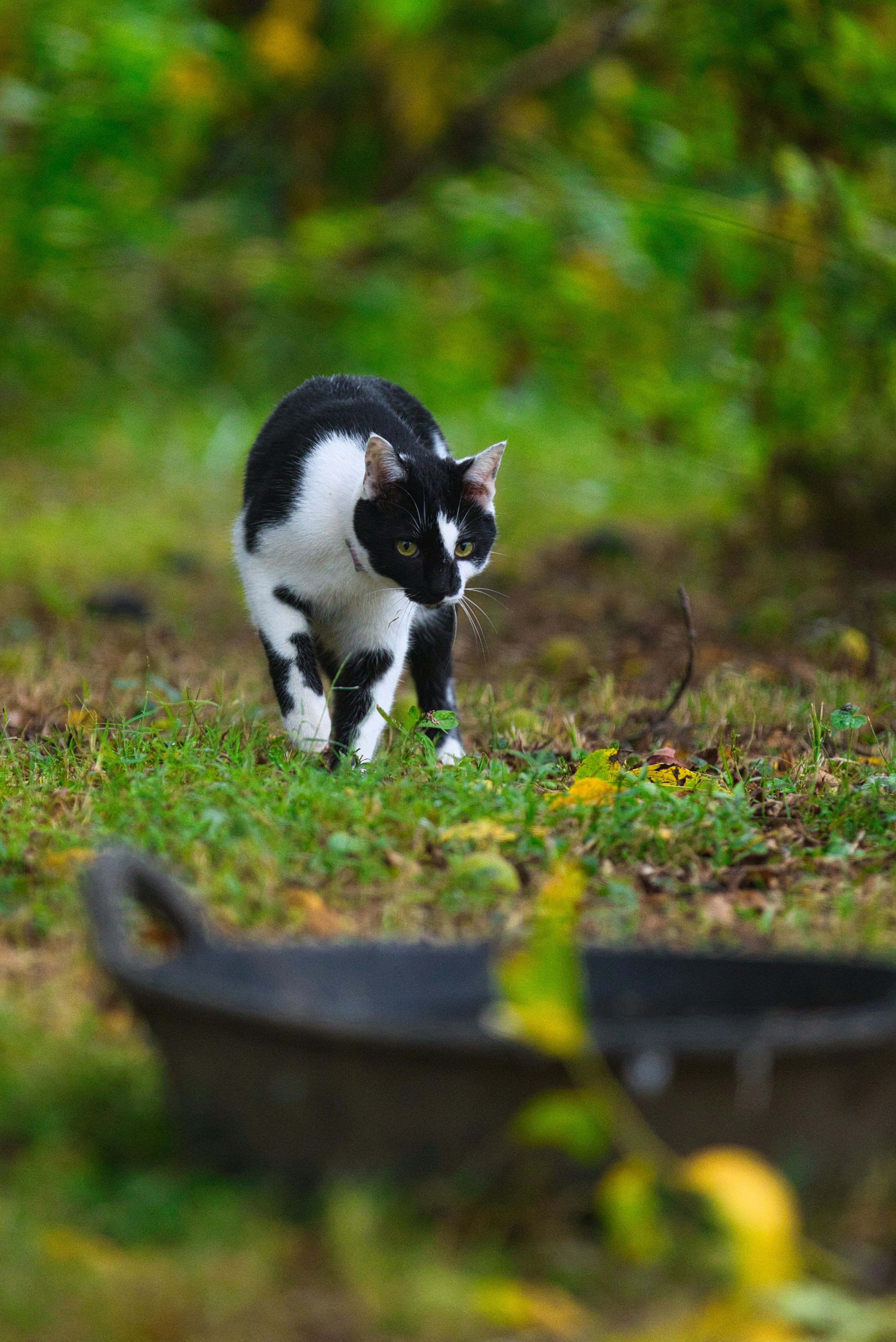 Black and white cat walking on grassy ground.