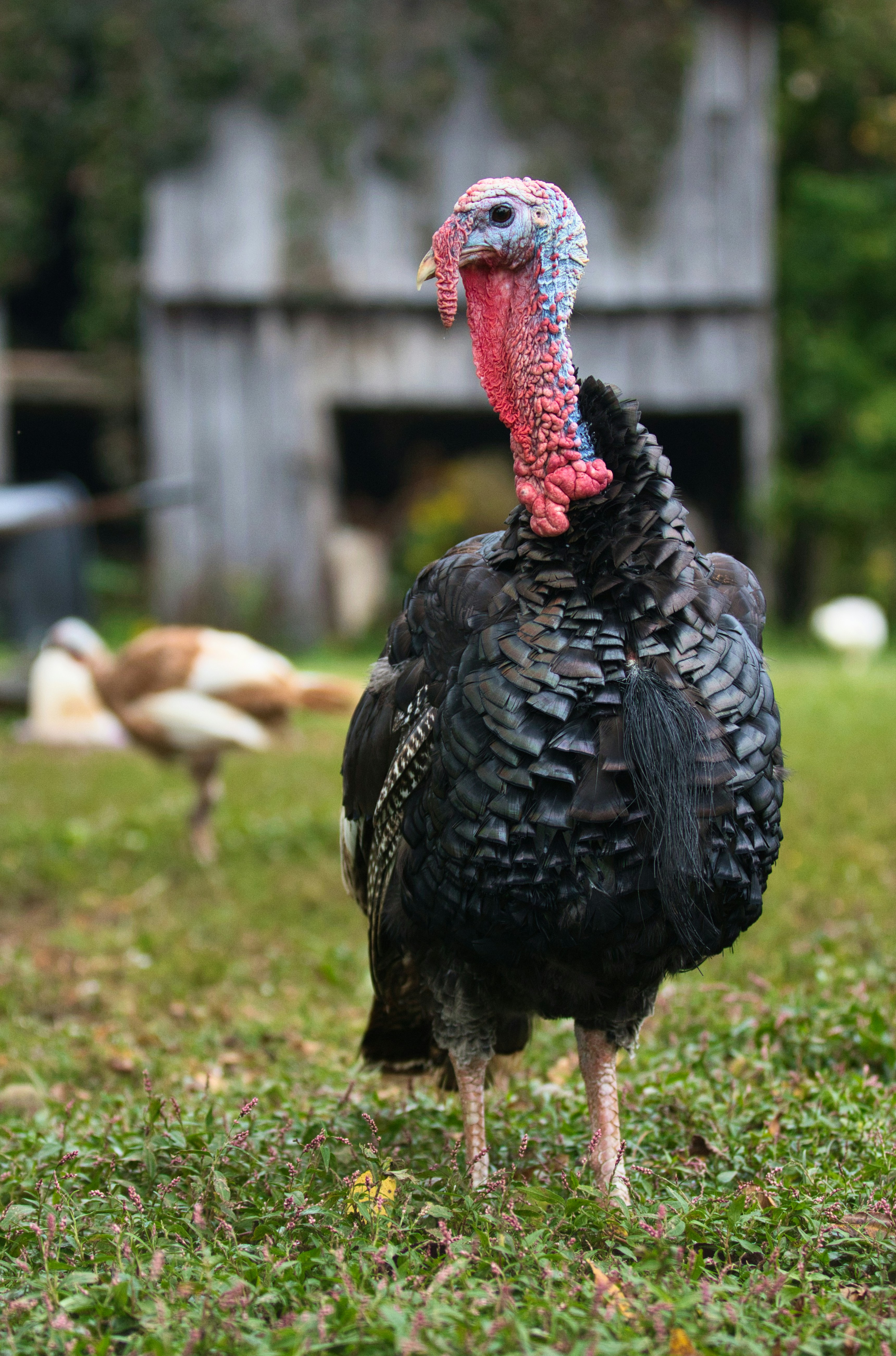 A turkey stands in a grassy yard with a barn. photo – Free Outdoor ...