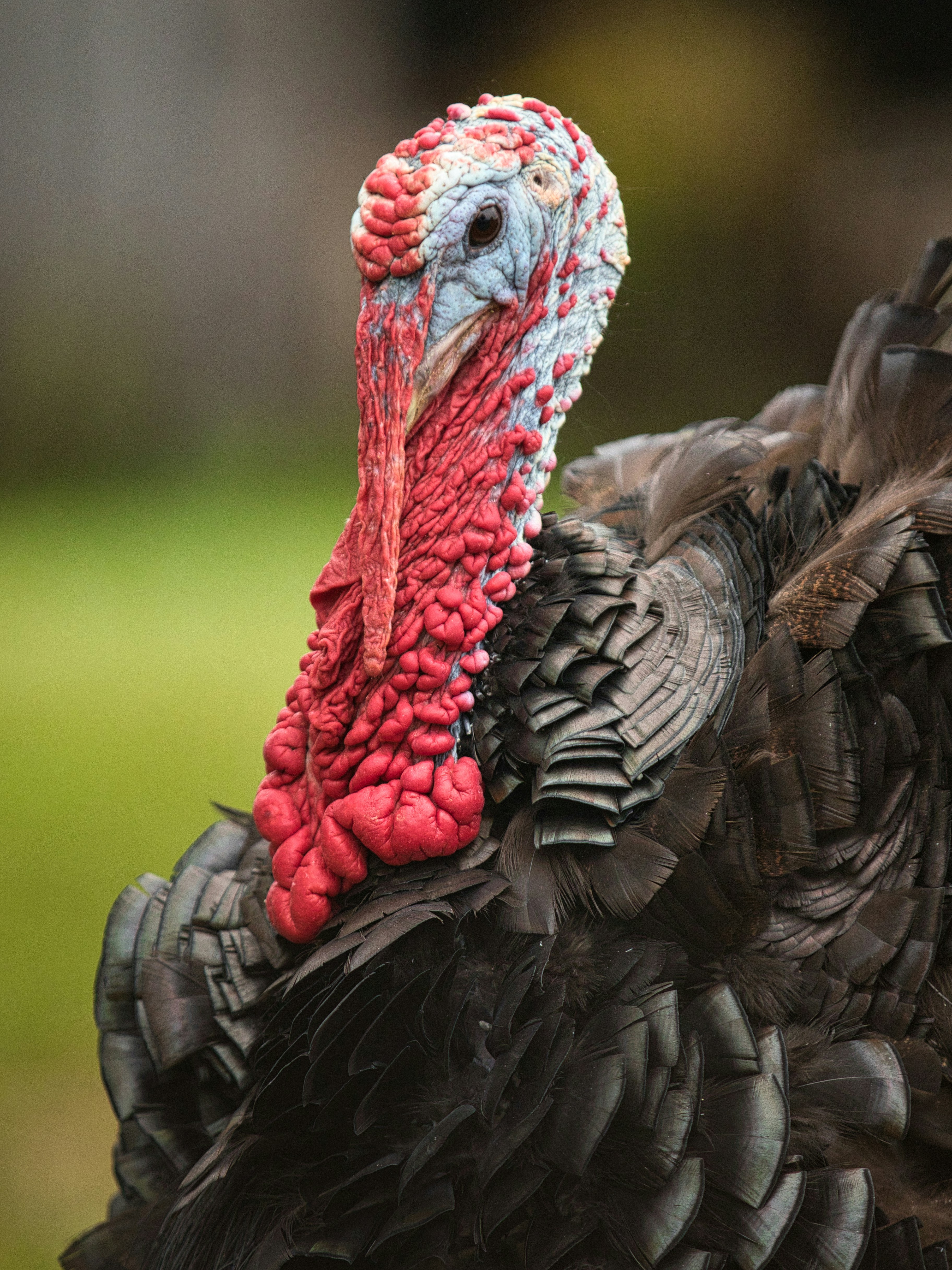 Close-up of a turkey's head and neck.