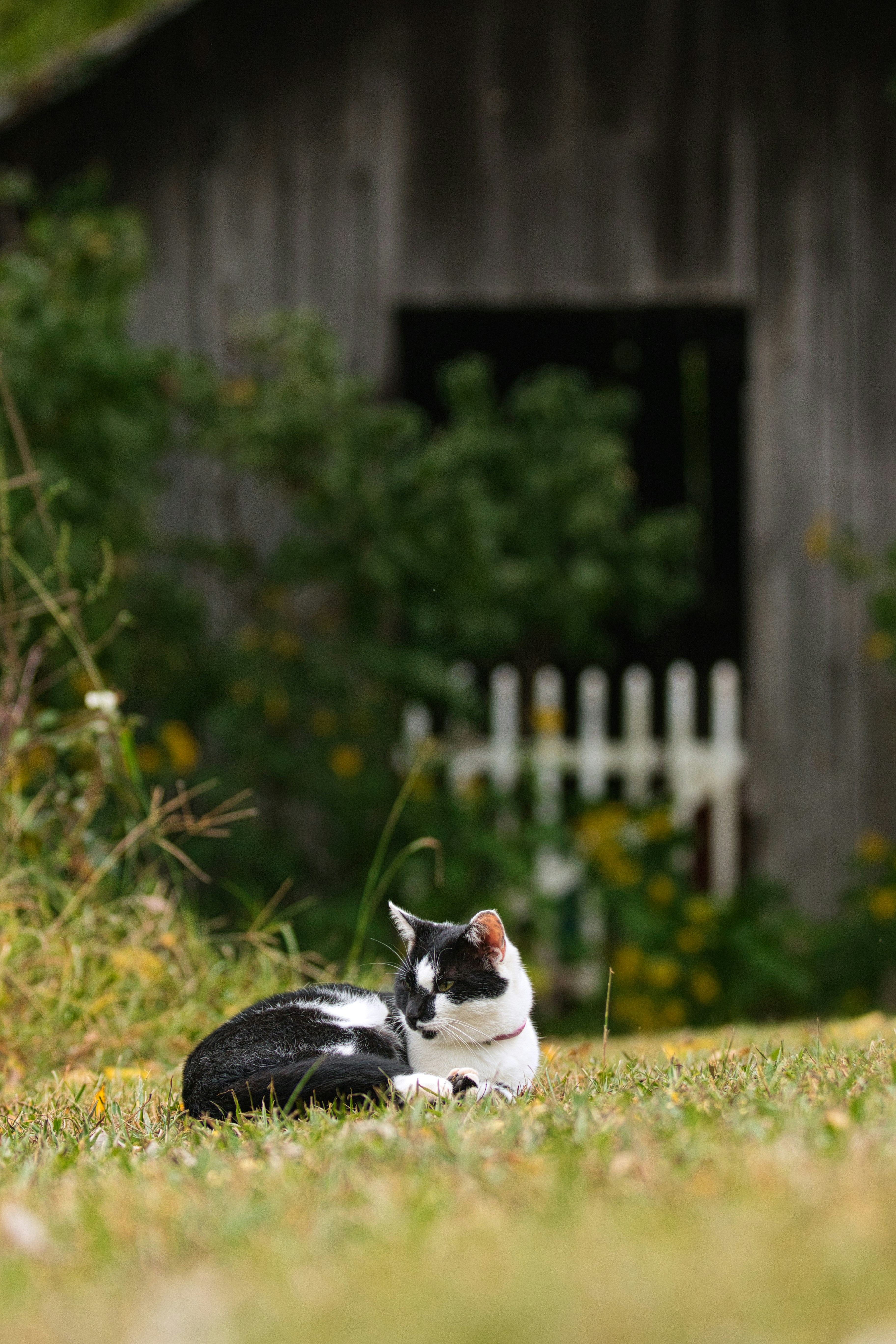Whiskered Serenity: A Cat's Afternoon Retreat