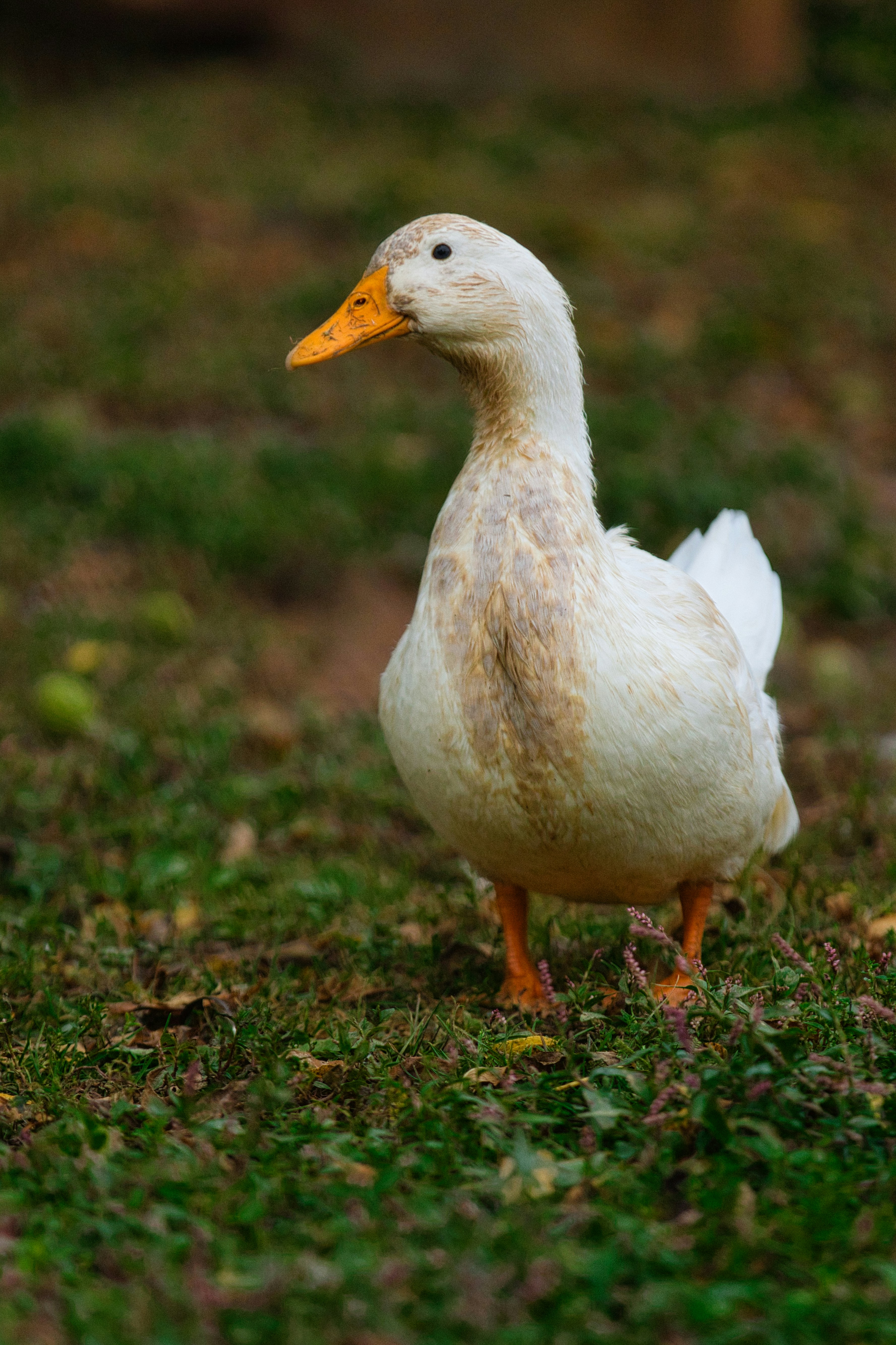 A white duck stands on a grassy field.