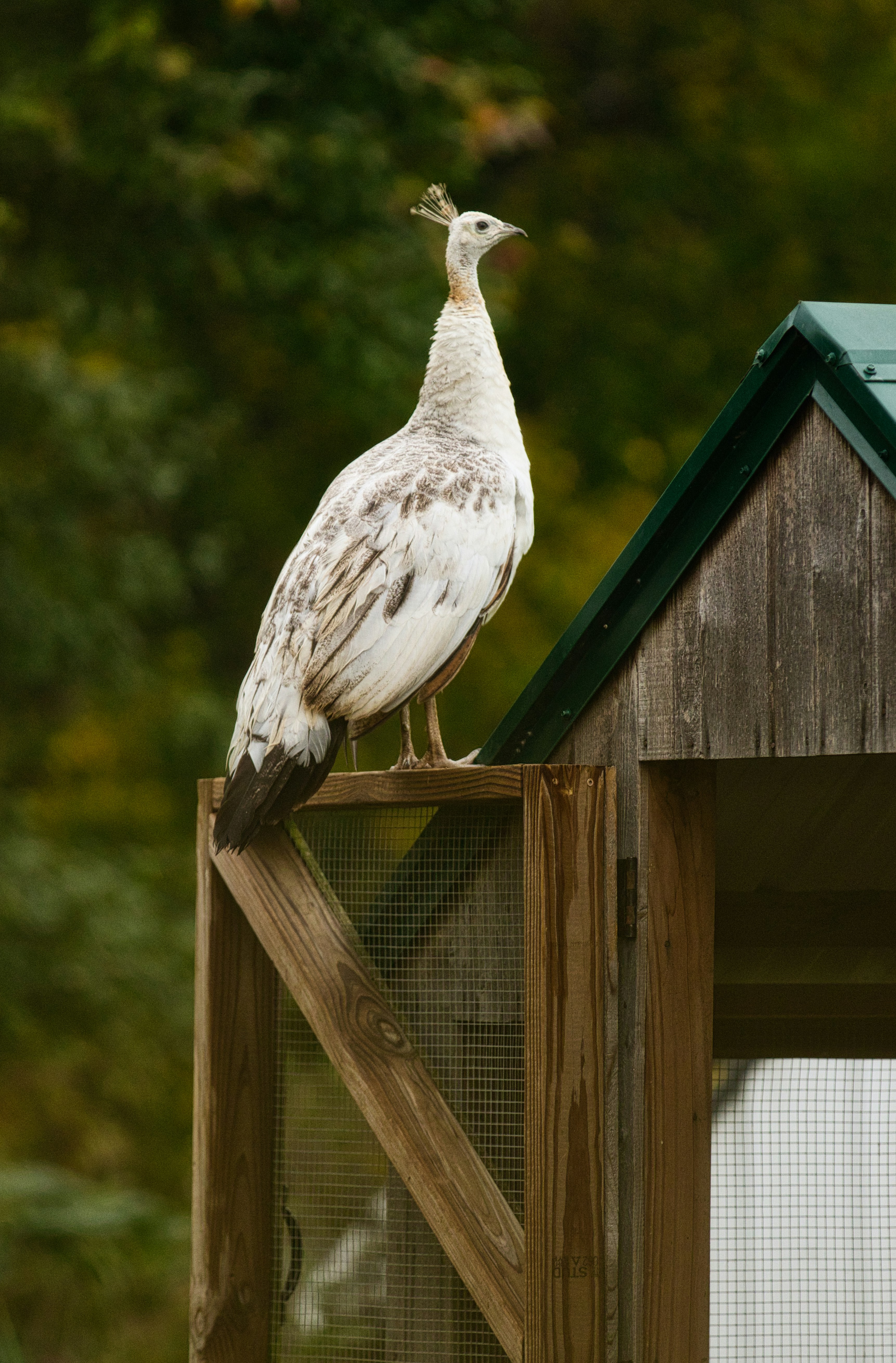 Majestic White Peacock on Perch
