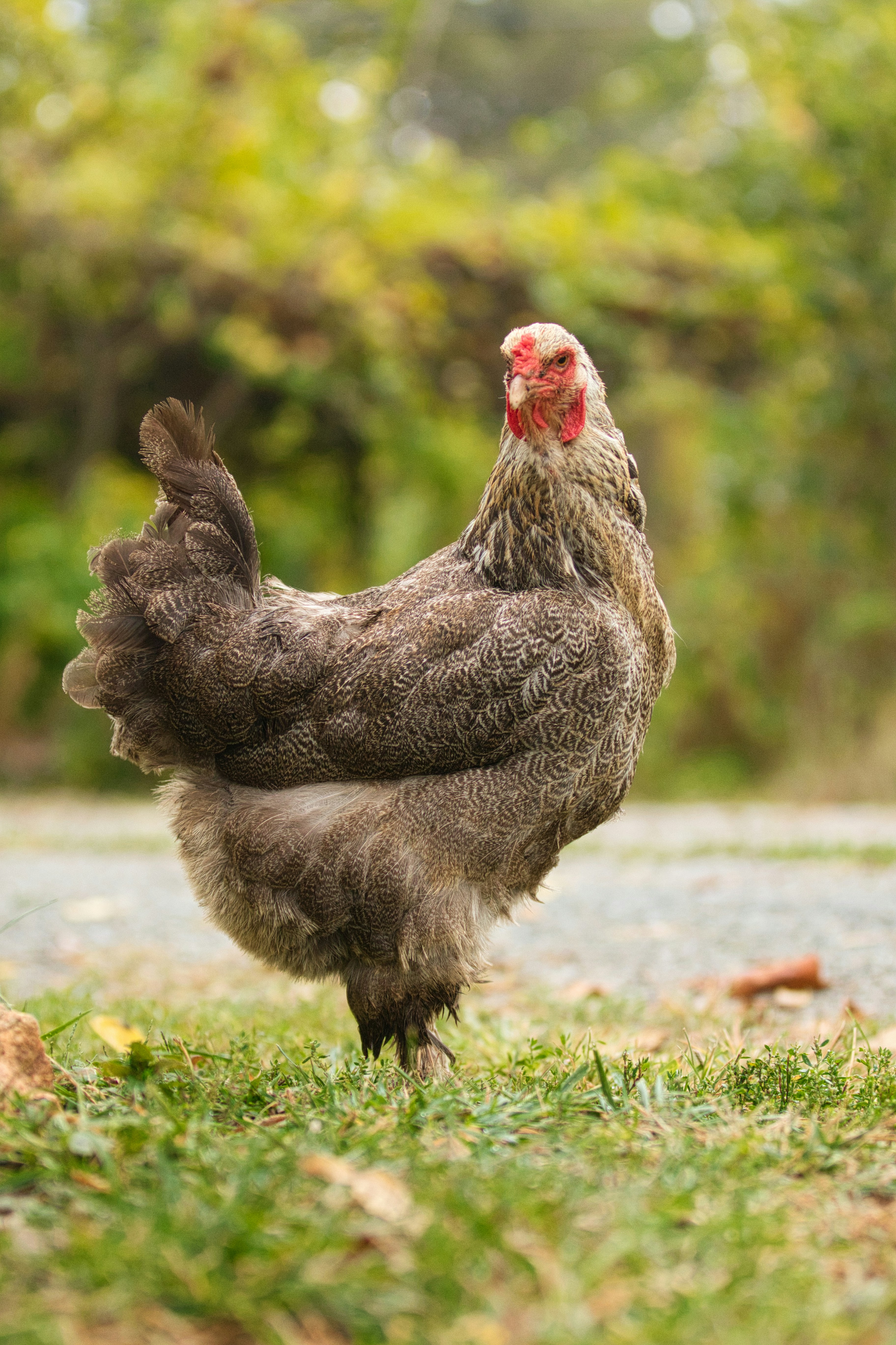 A fluffy chicken stands on grassy ground outdoors.