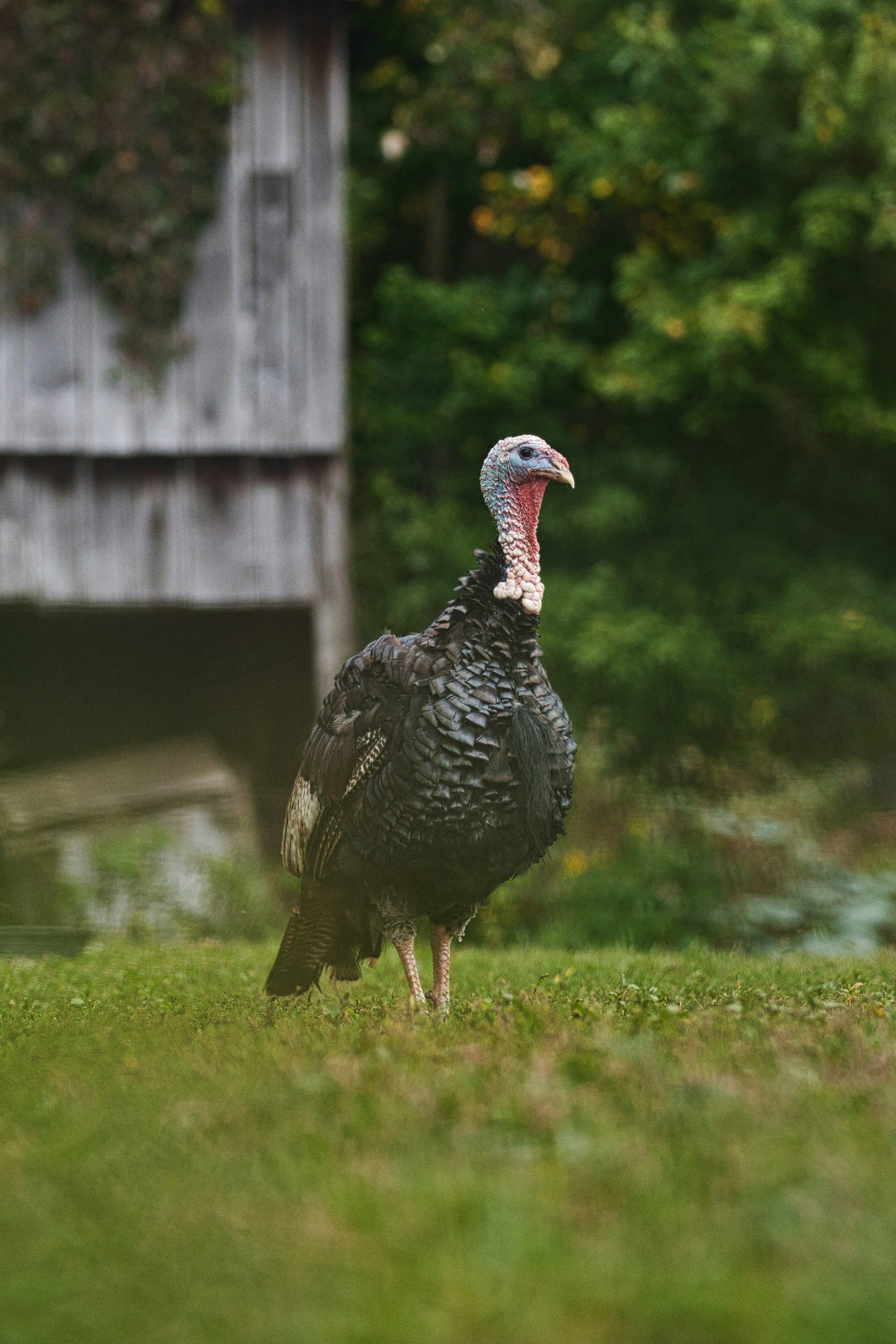 Rustic Encounter: The Turkey's Vigil
