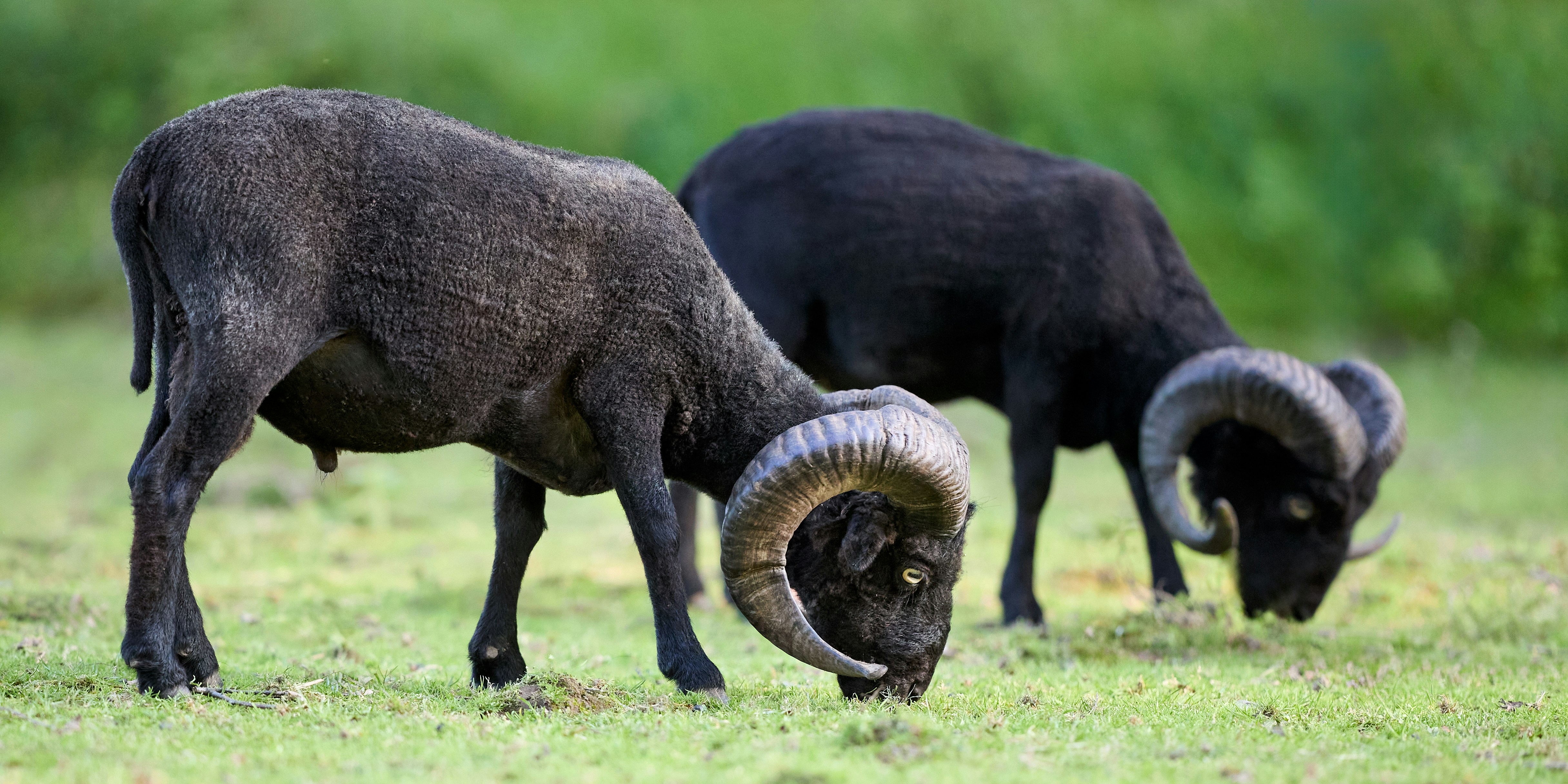 Two majestic black rams with striking curled horns calmly graze on lush green grass, portraying a serene rural scene of natural beauty. | Two black sheep with large horns grazing in a field.