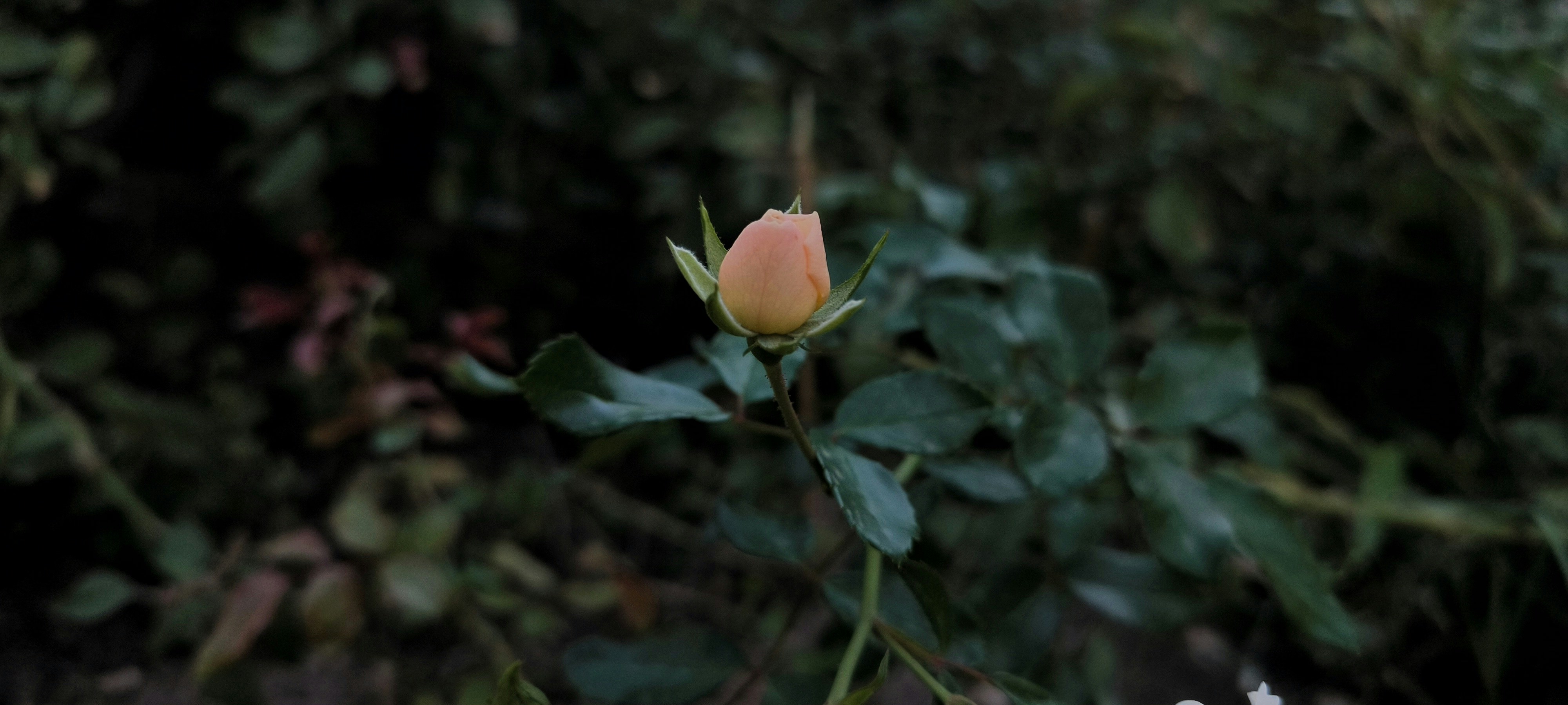 A single peach rosebud surrounded by dark leaves