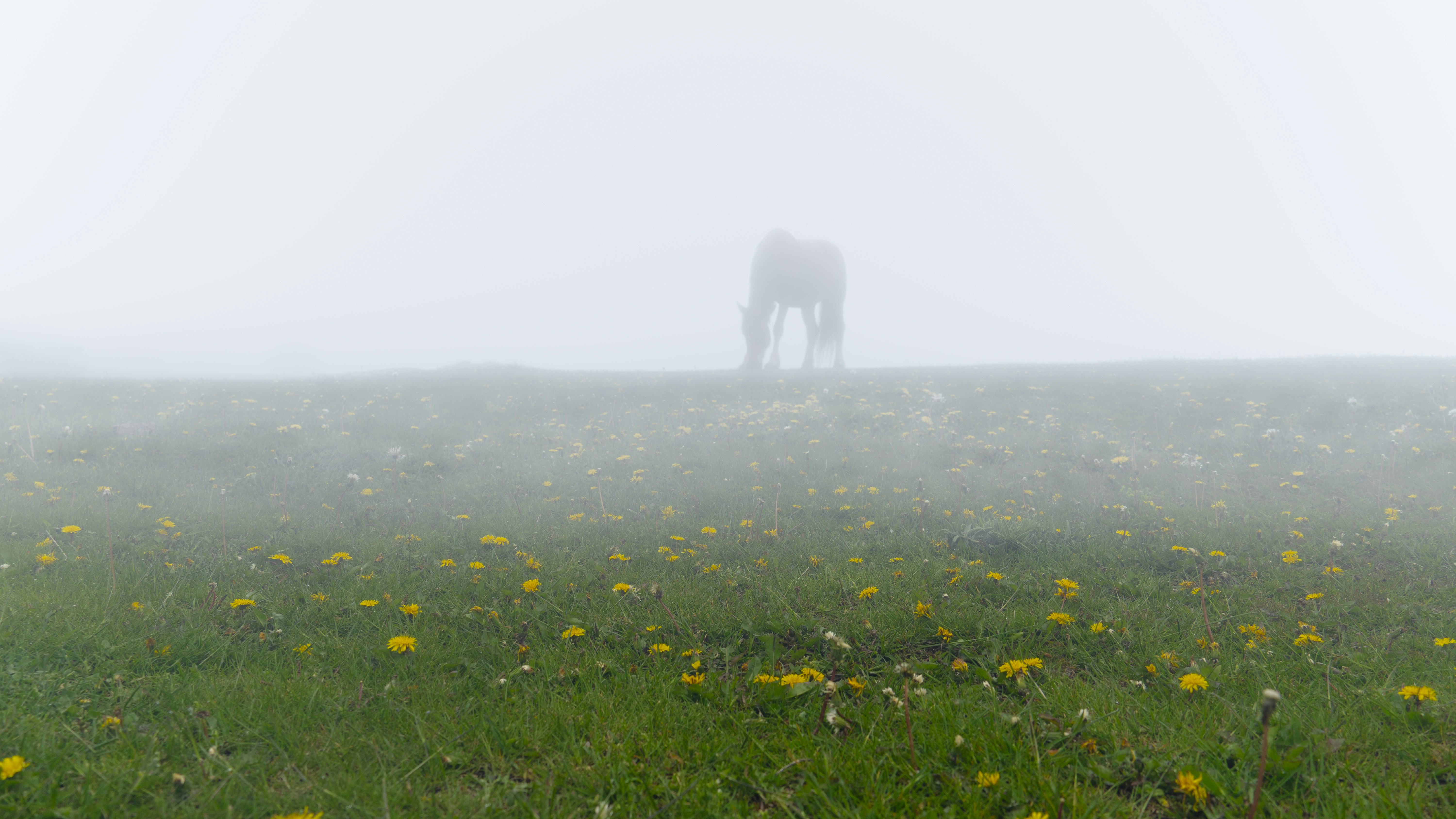 A horse grazes in a foggy field with yellow flowers.