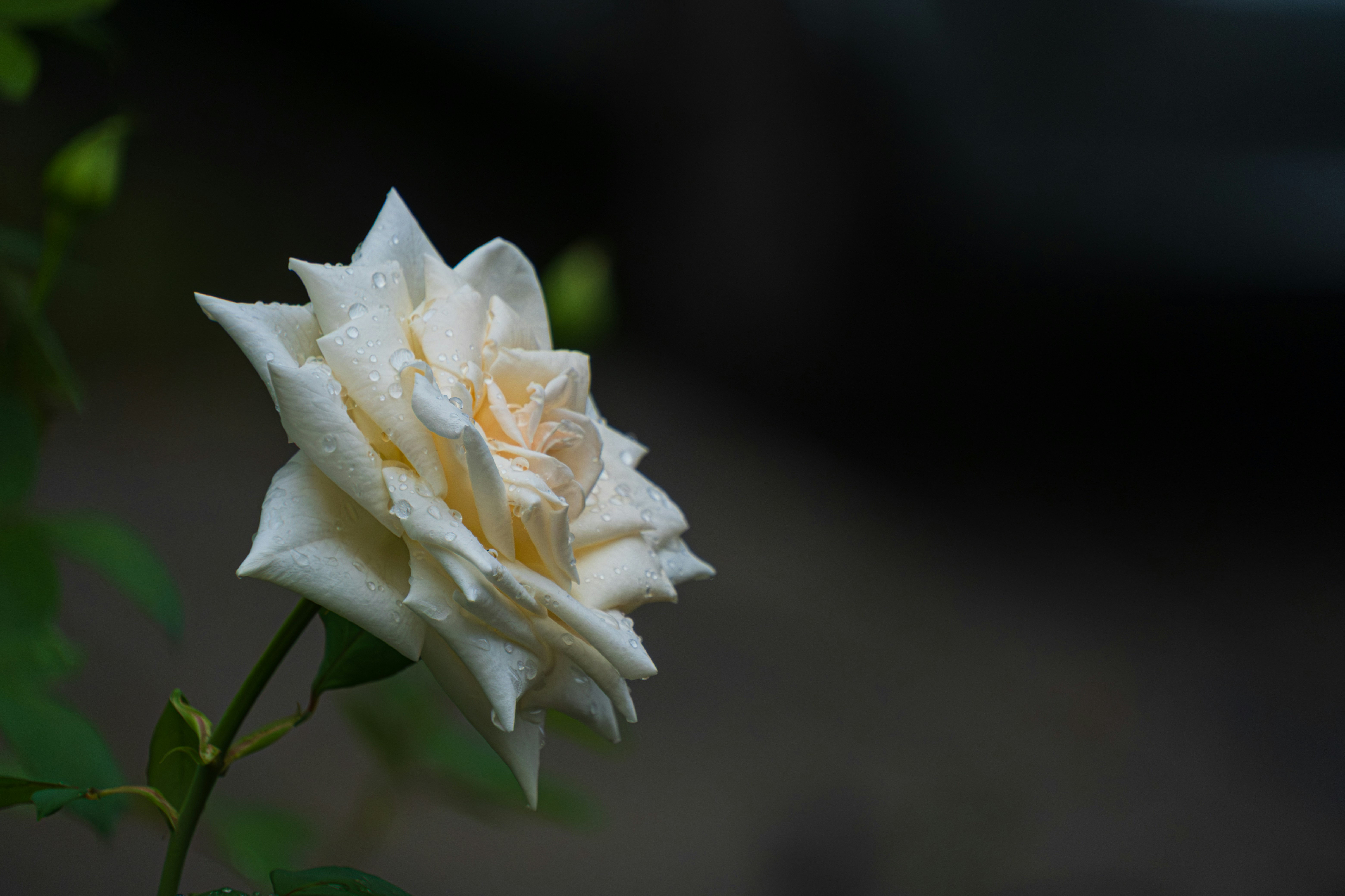 wet white rose with space on right | A delicate white rose with green leaves outdoors.