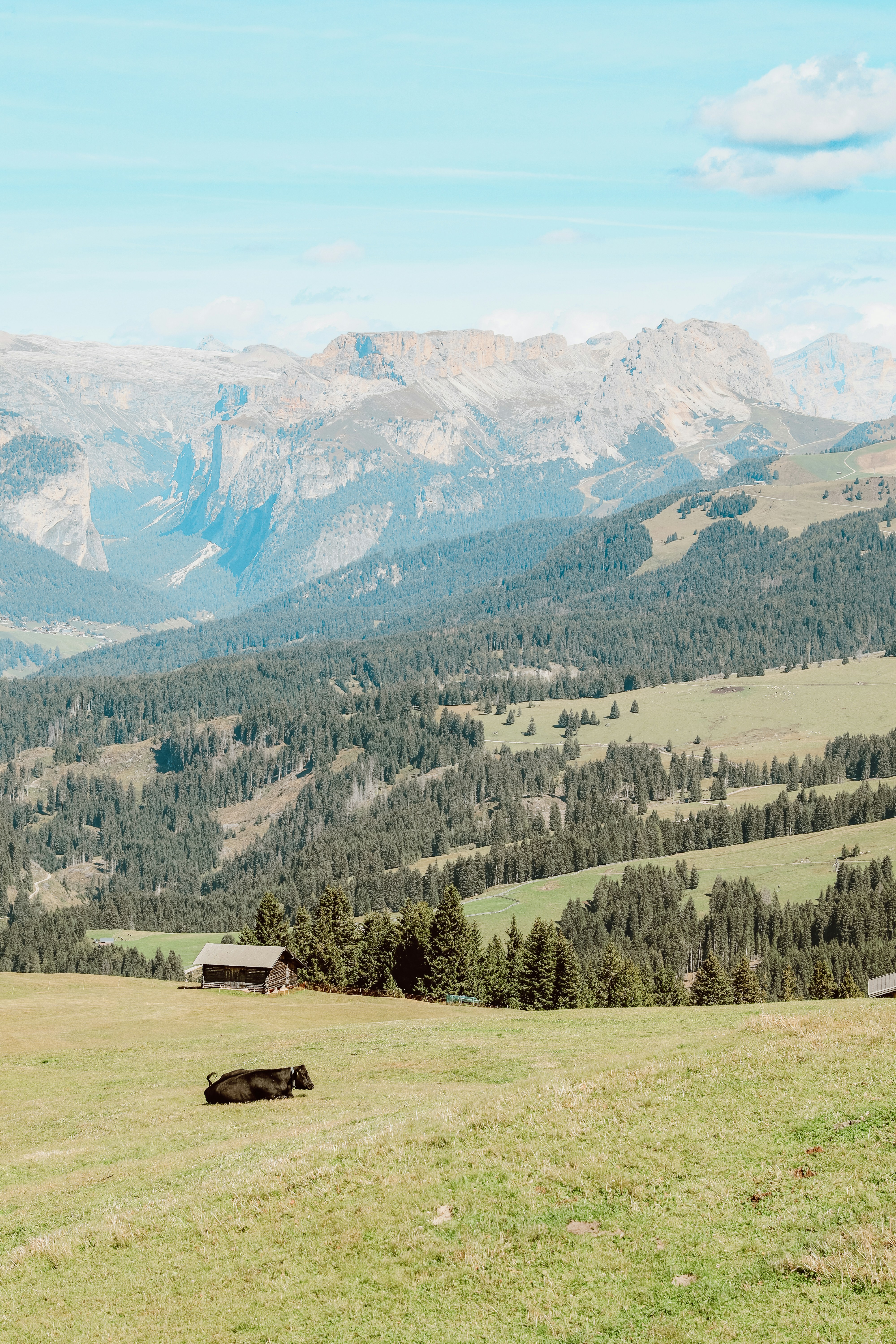 Serenity in the Valley: A Cow's Rest Amidst Majestic Peaks