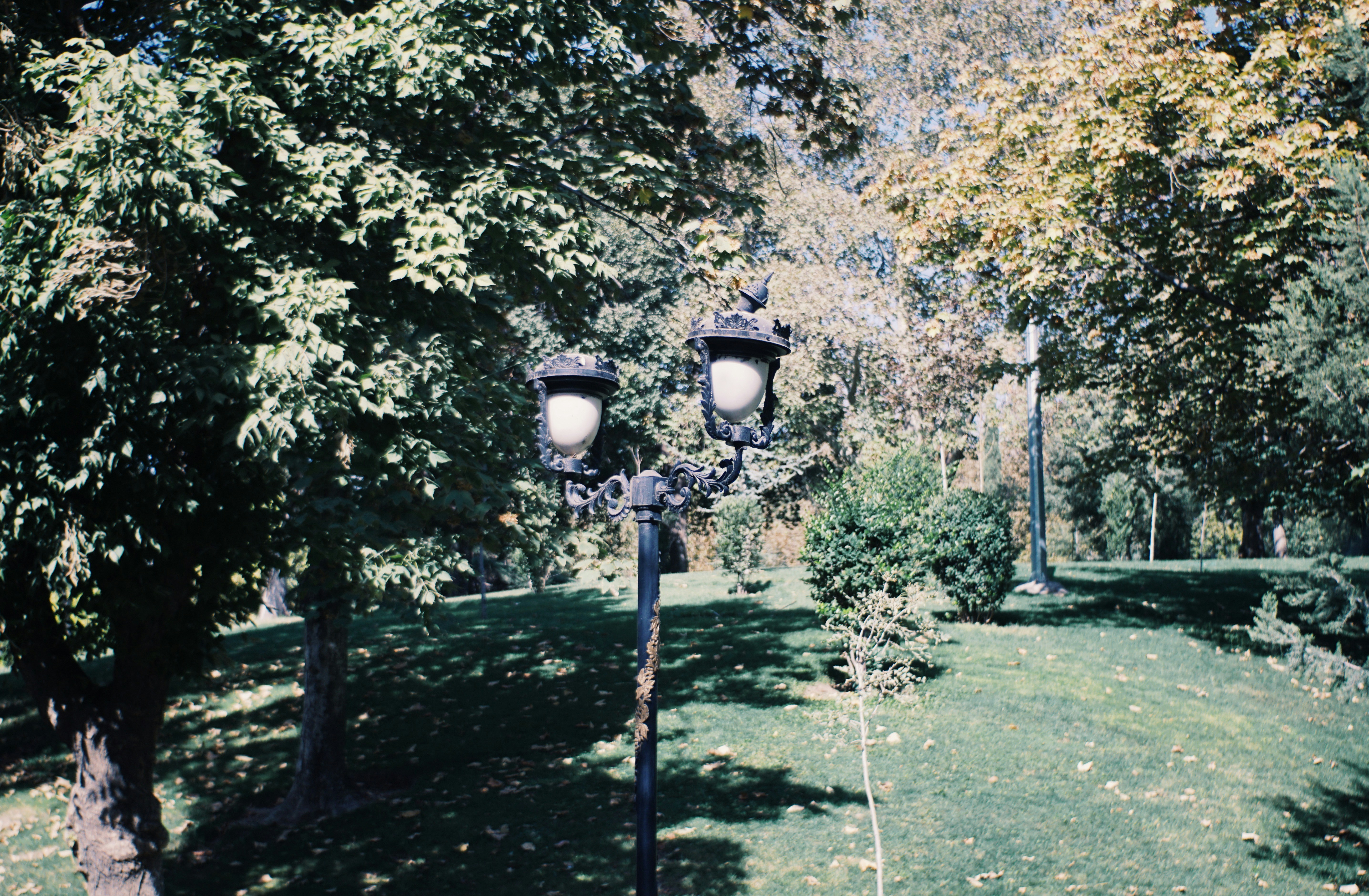 Illuminated Serenity: A Park's Embrace