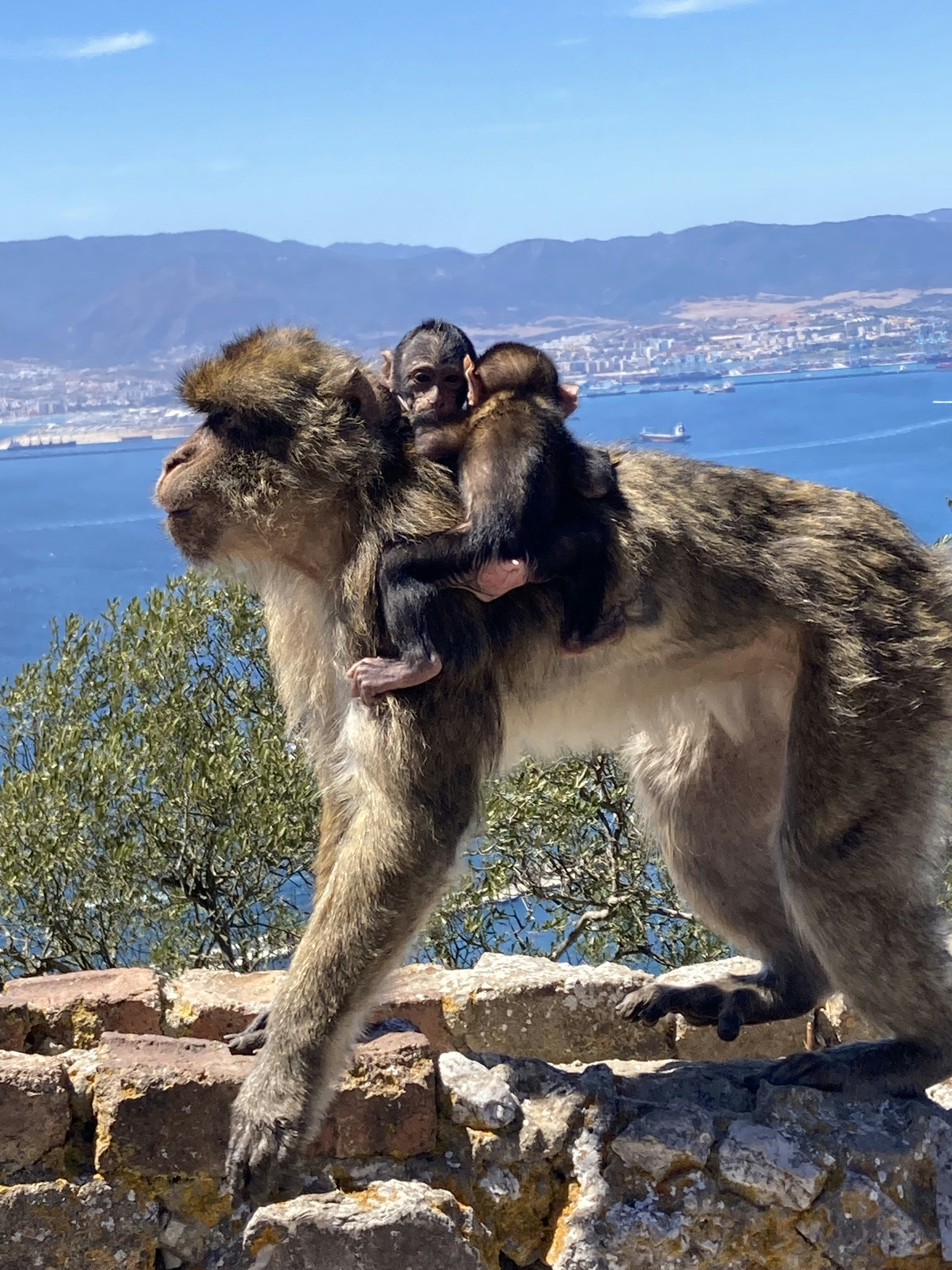 A mother monkey carries her baby on her back.