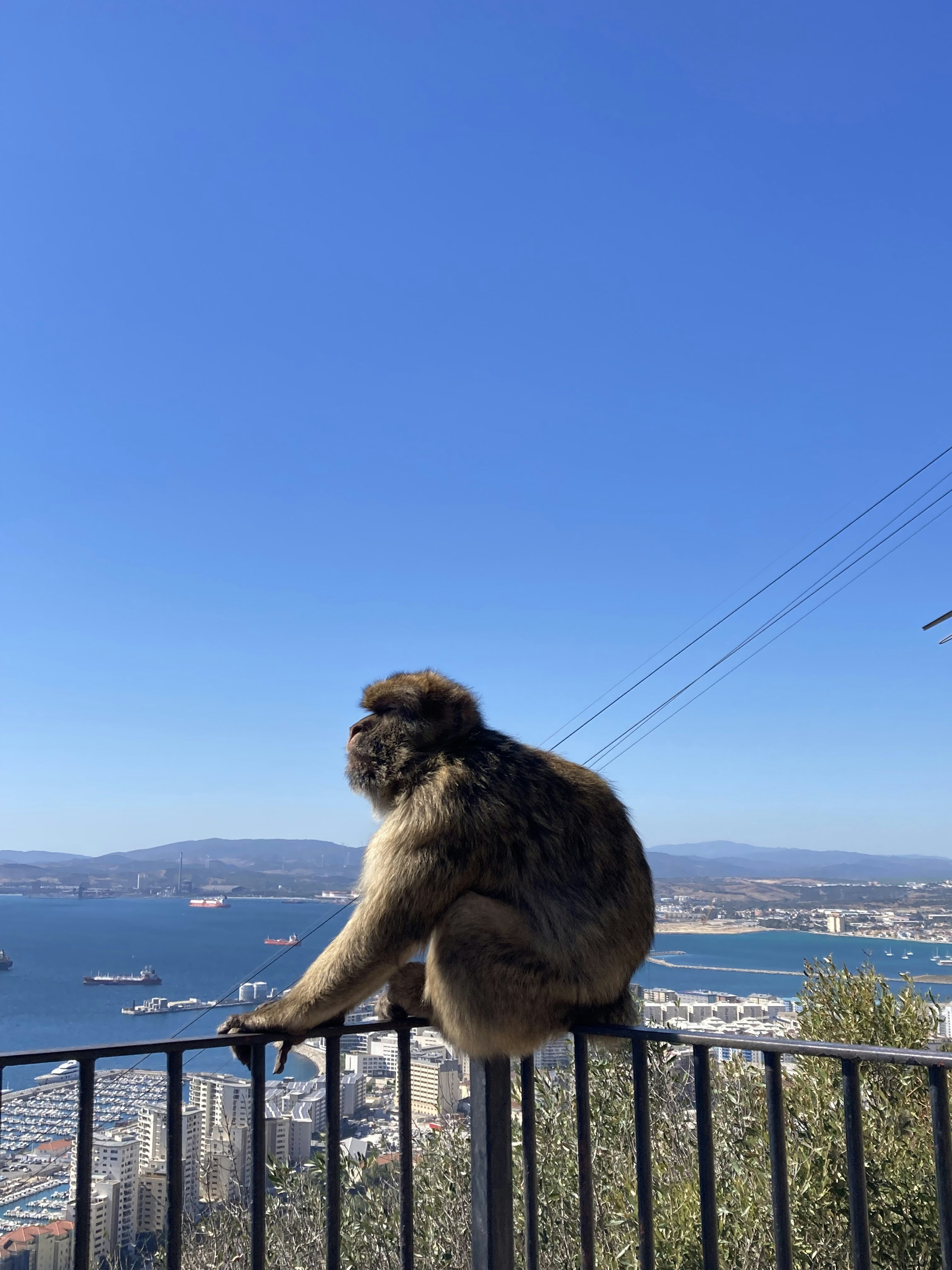 A Serene Observer Overlooking the Bay