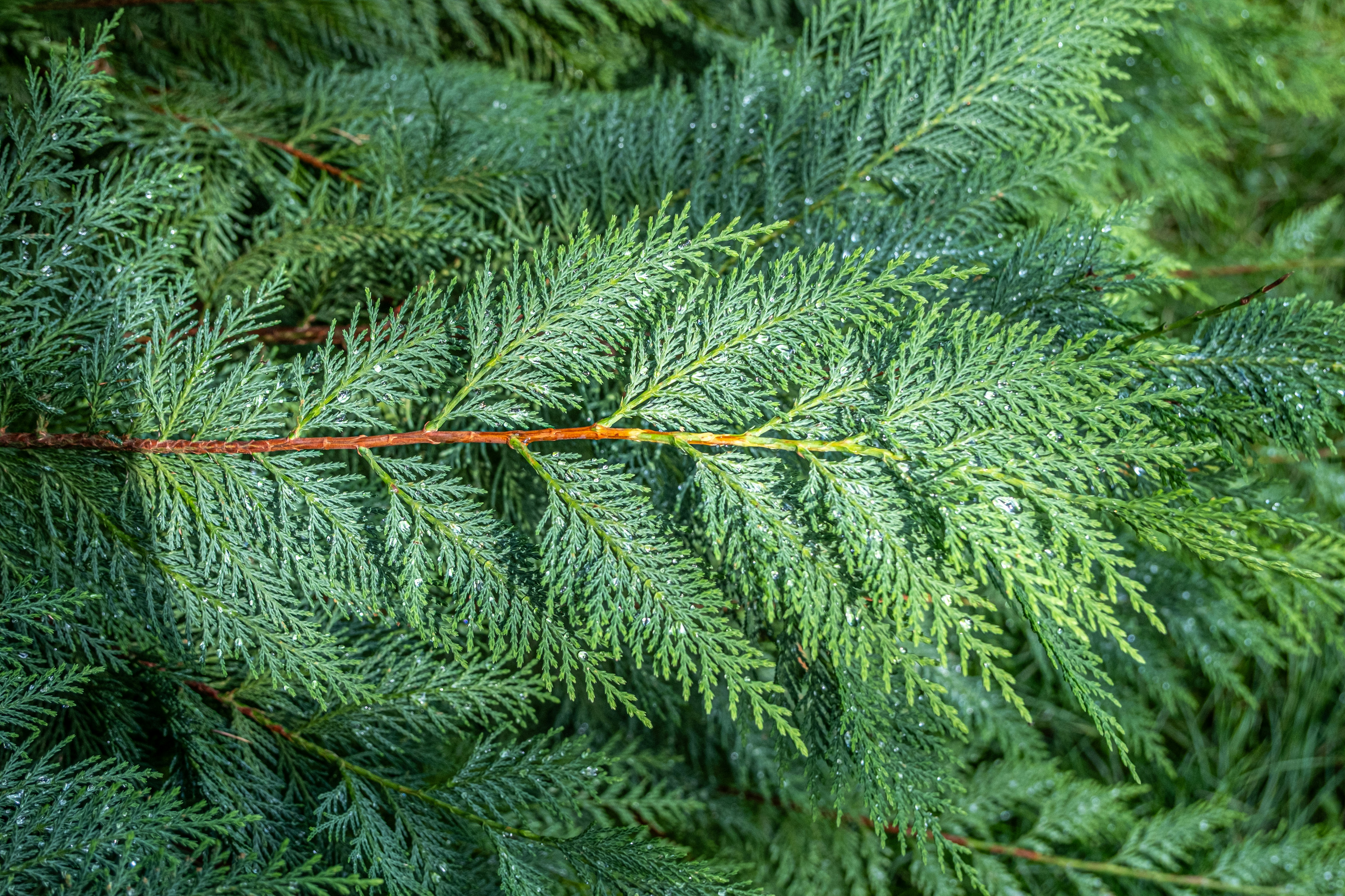A bright green plant which has small drops of water on it | Close-up of wet evergreen branches with water droplets.