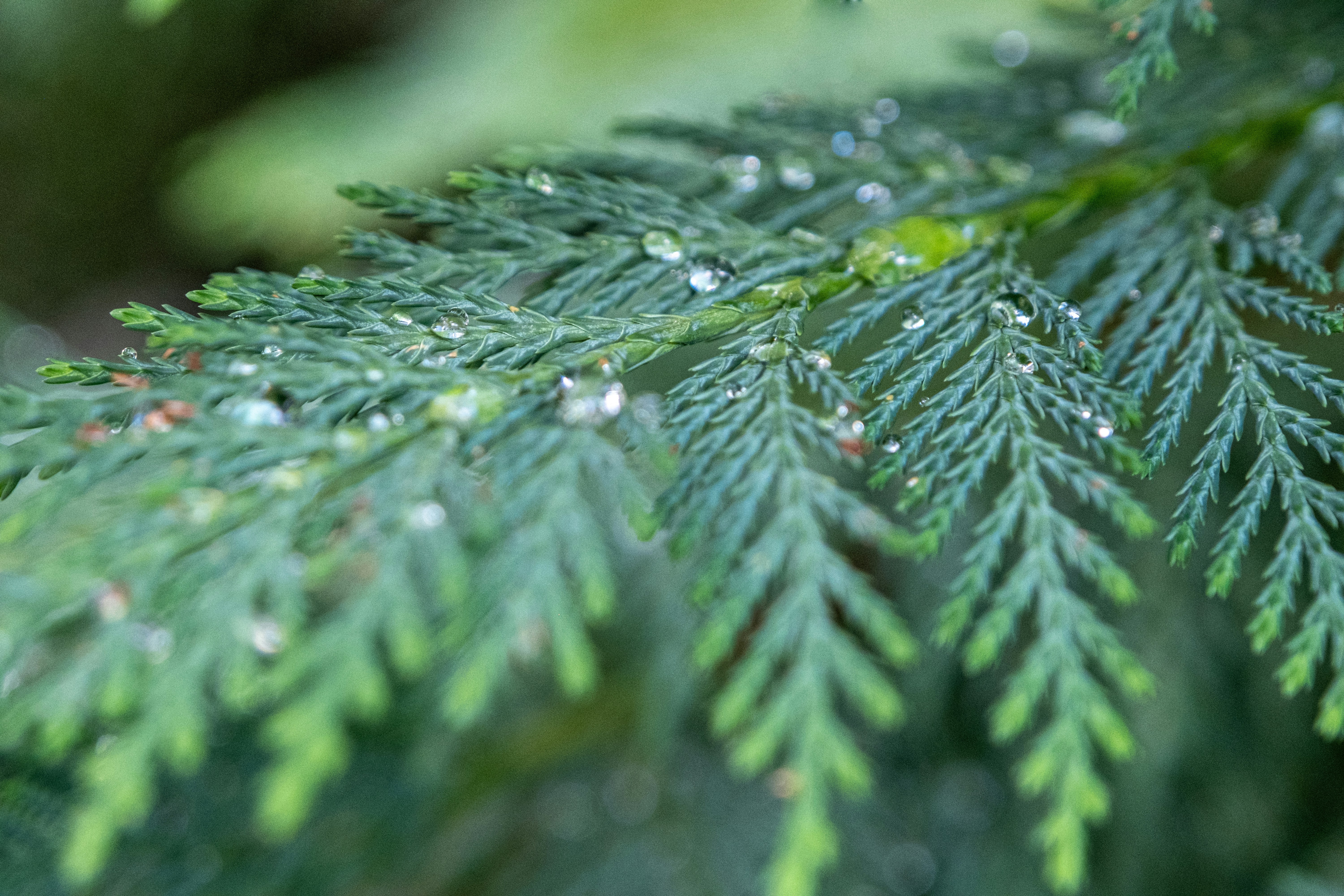 A close up of small drops of water on a bright green leaf | Close-up of a cedar branch with water droplets.