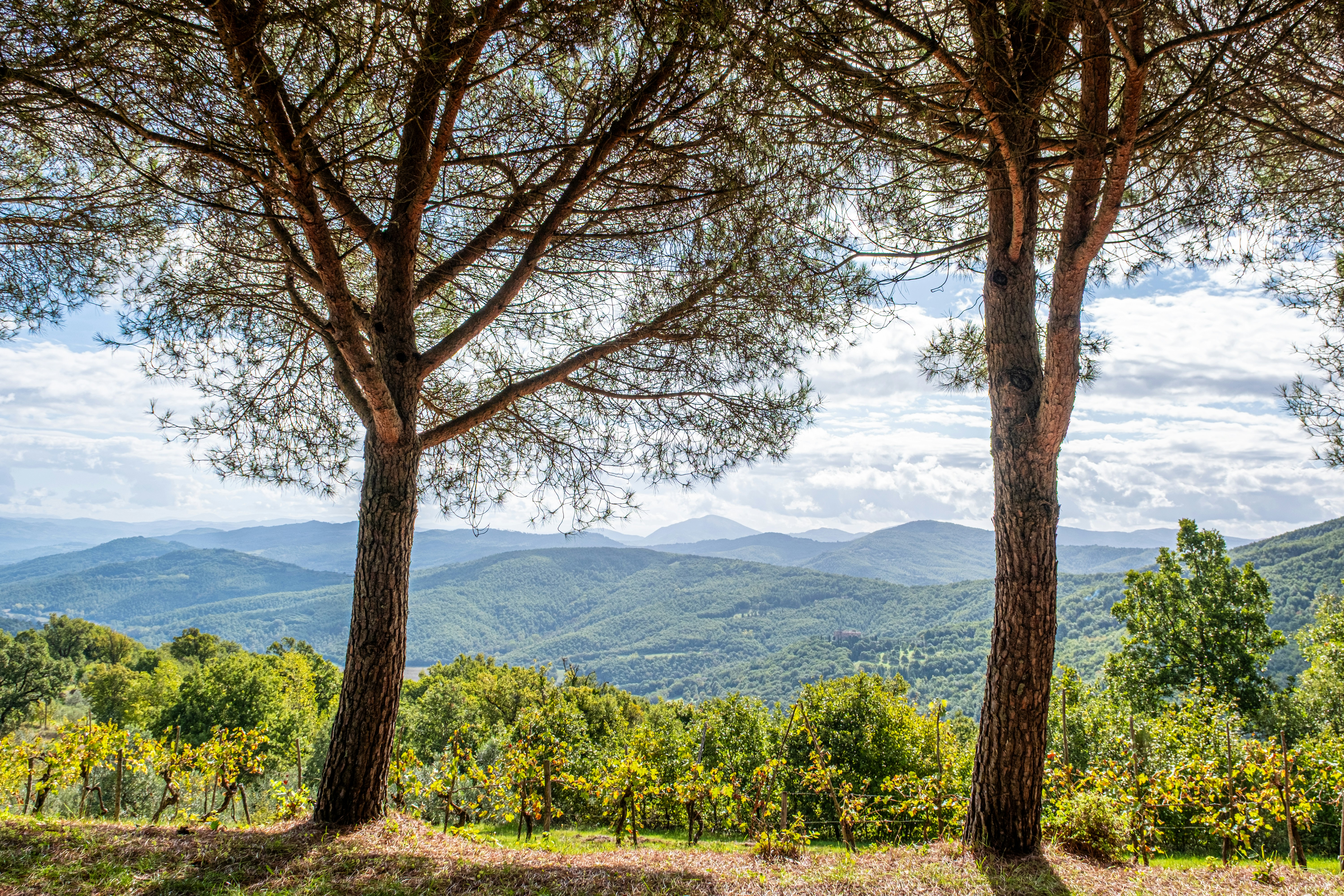 Twin Sentinels Overlooking Verdant Valleys