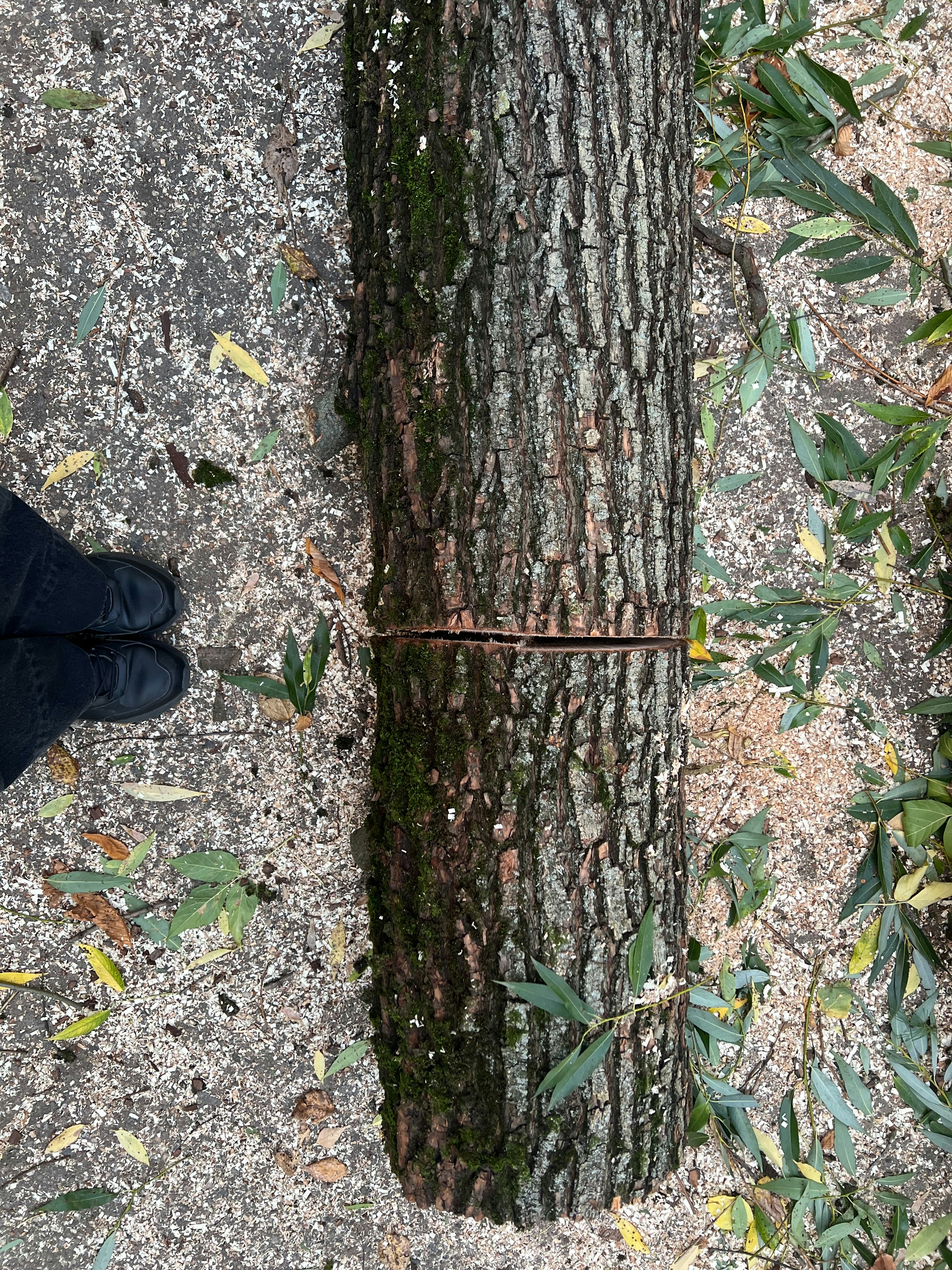 Nature's Cut: The Log's Quiet Journey