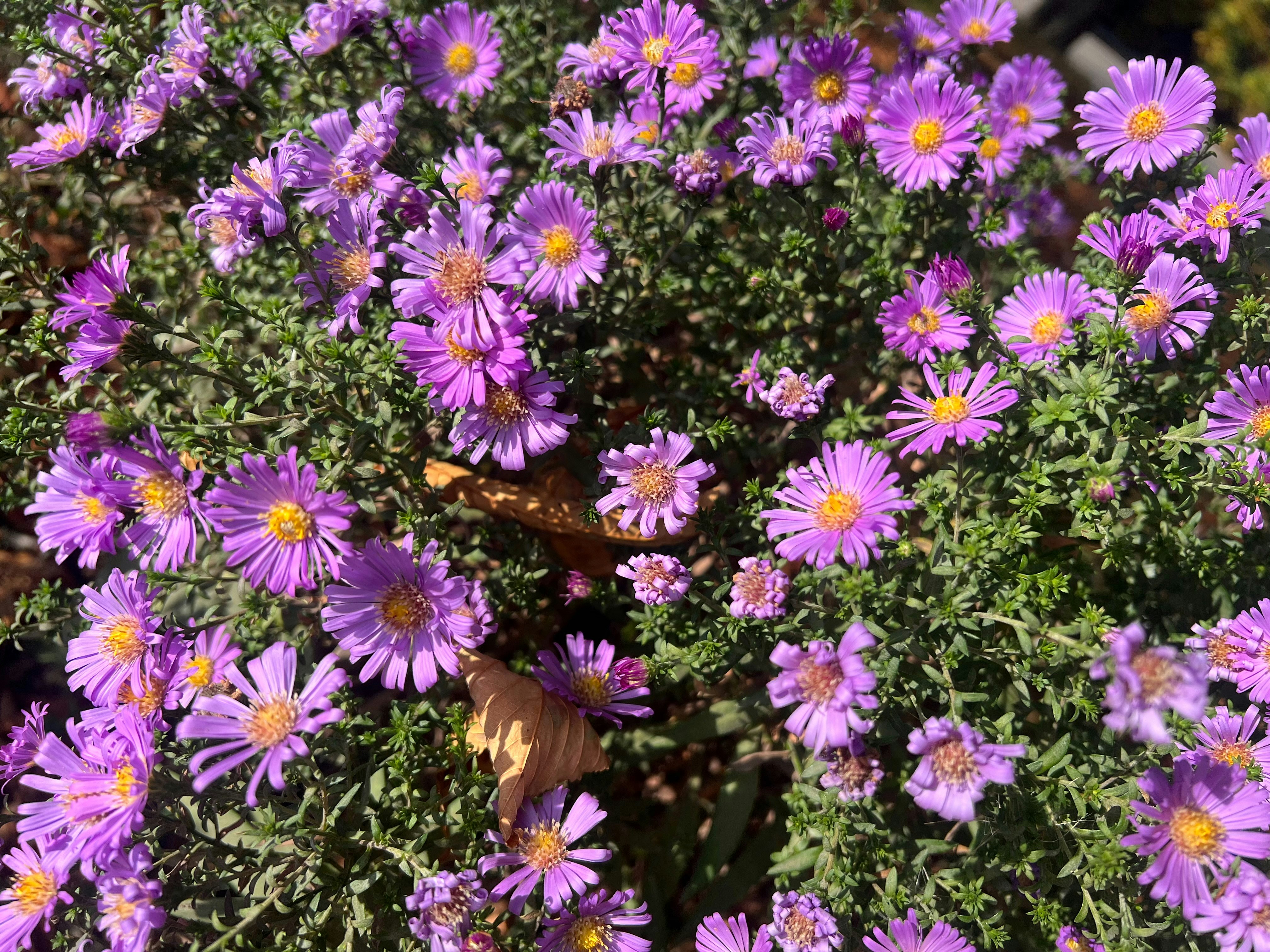 A Symphony of Purple Petals