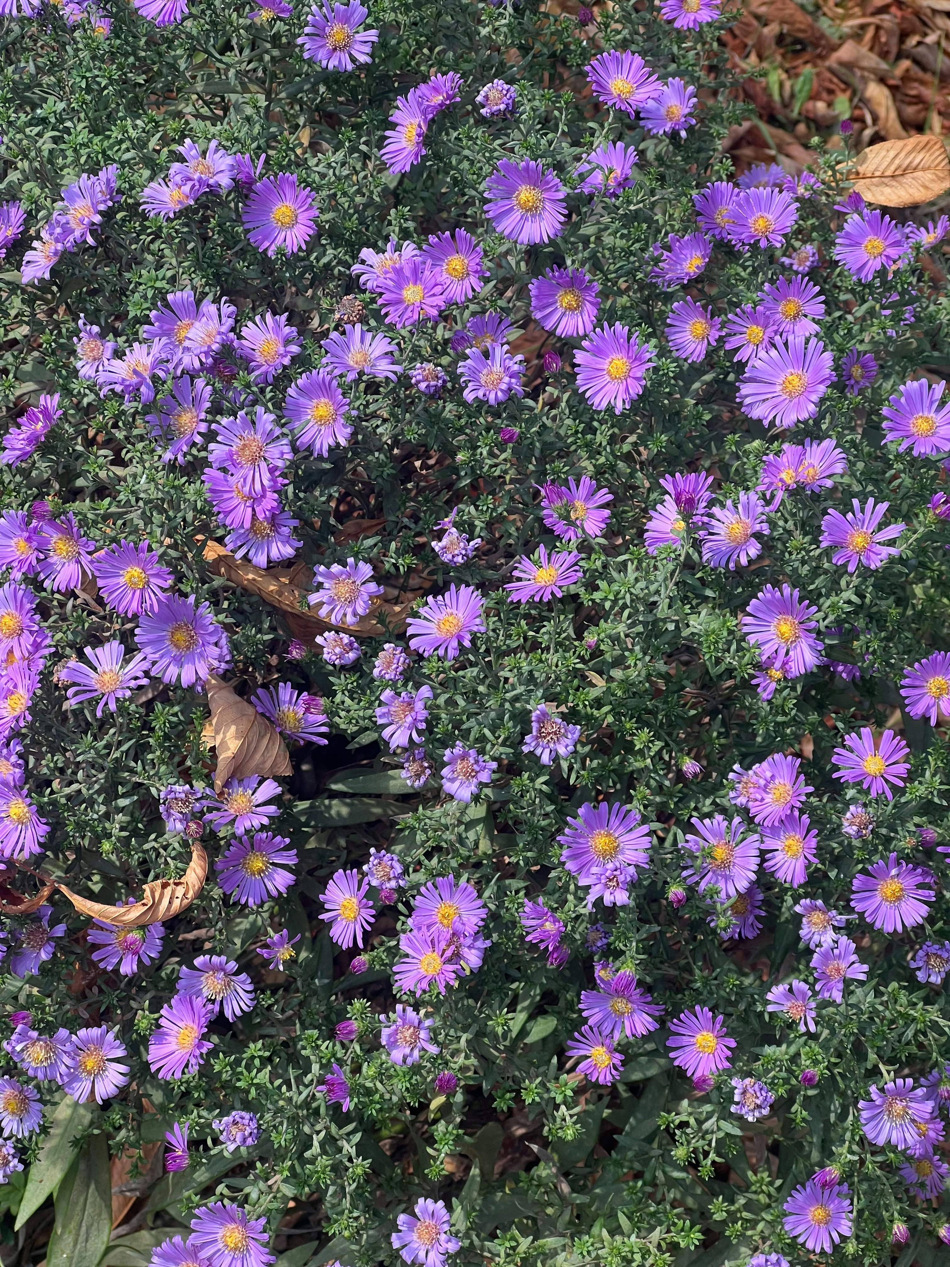 Vibrant Harmony: A Floral Tapestry