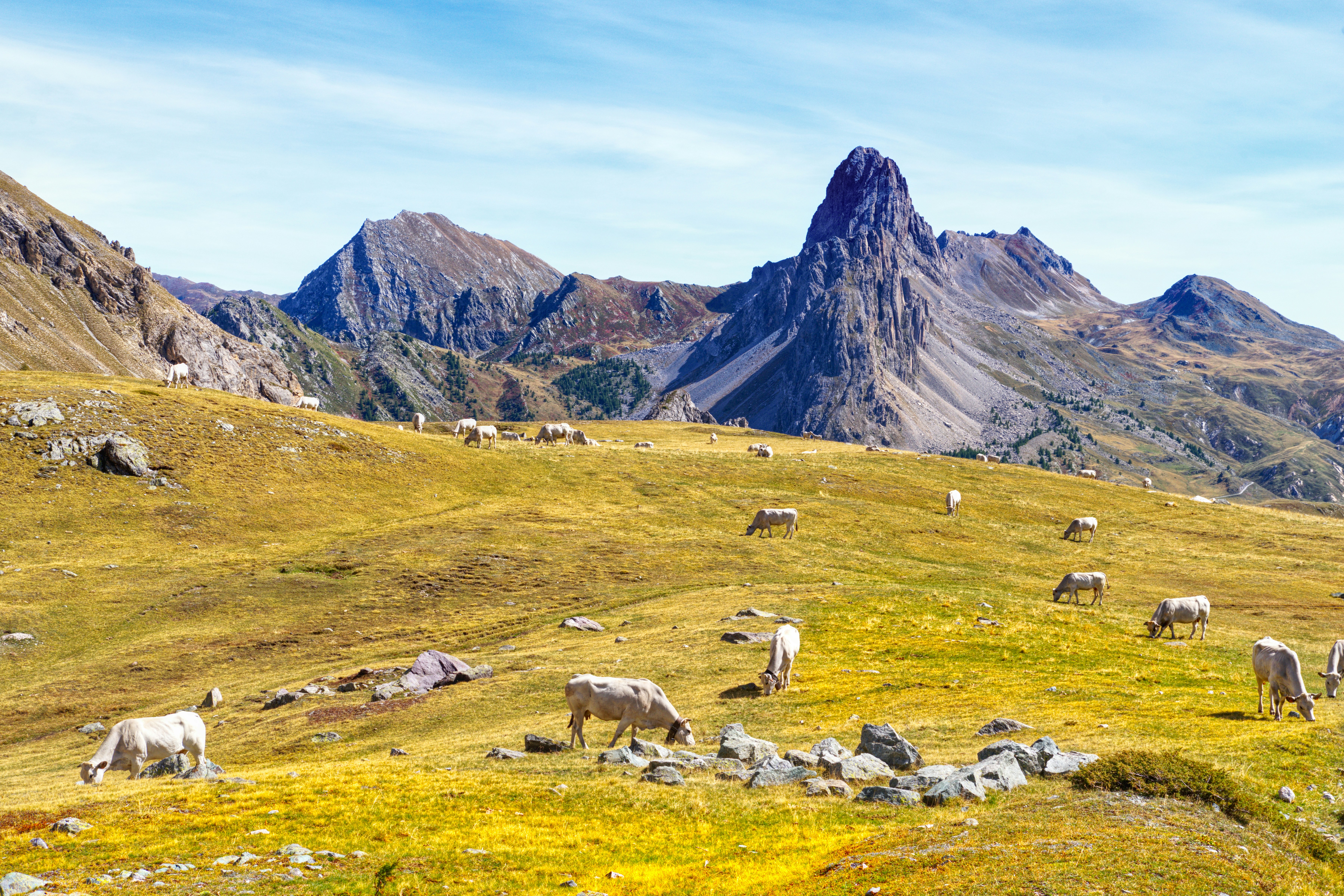 Serene Pastures Beneath Majestic Peaks