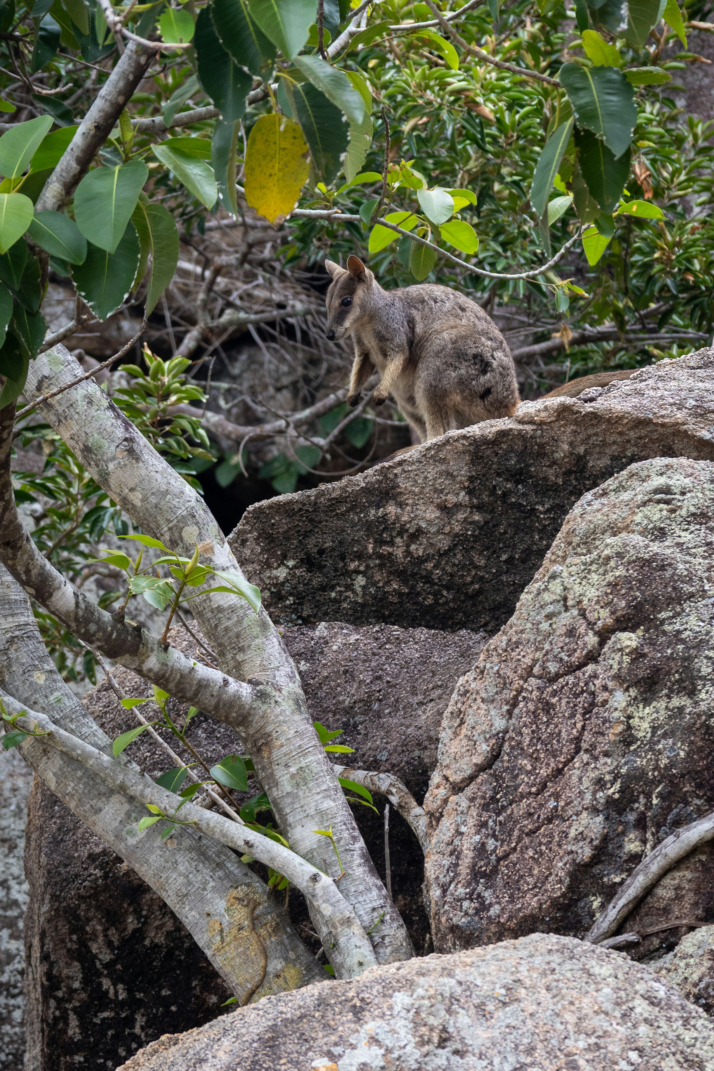 A Quiet Moment Among the Rocks