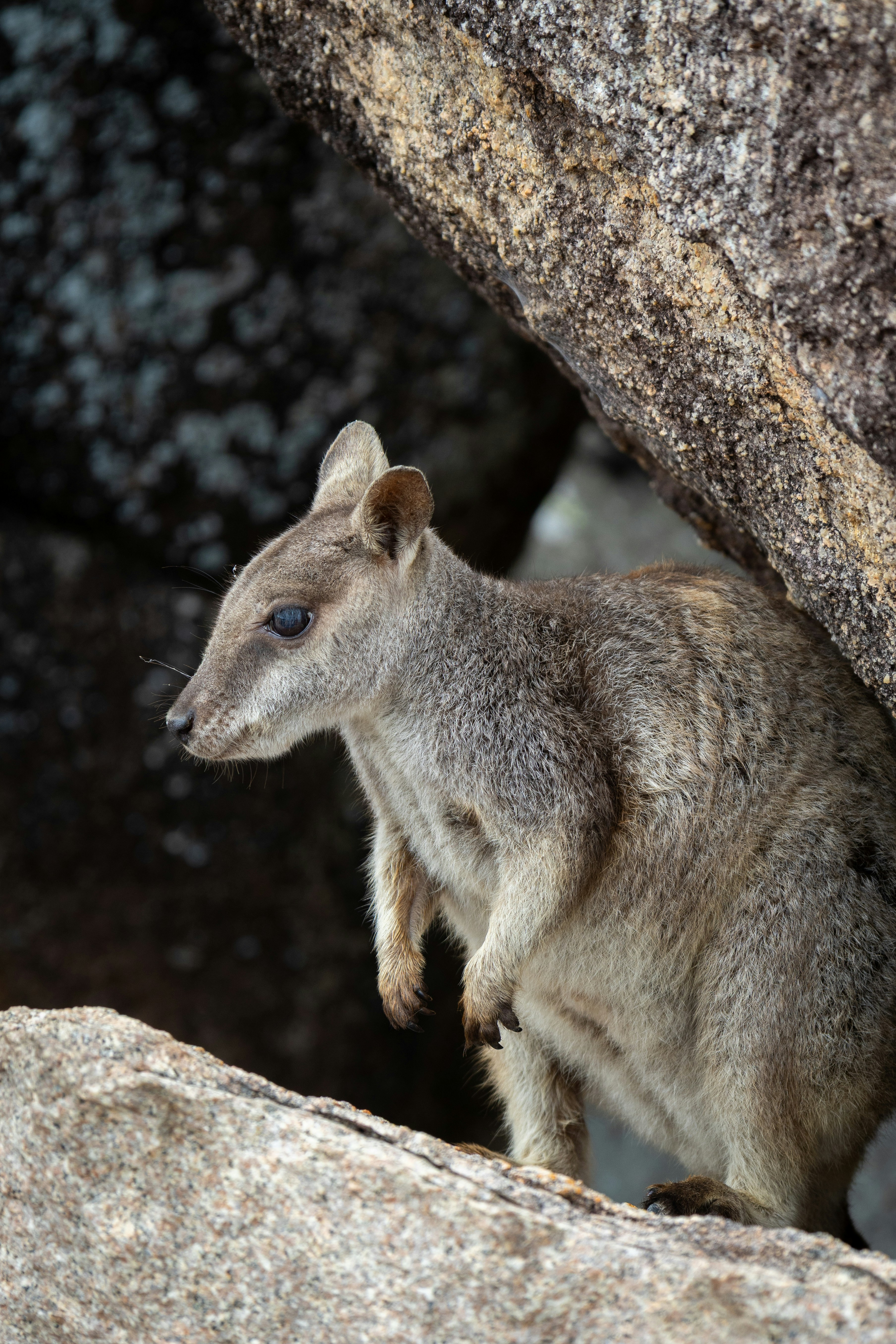 A Glimpse of the Wallaby's World