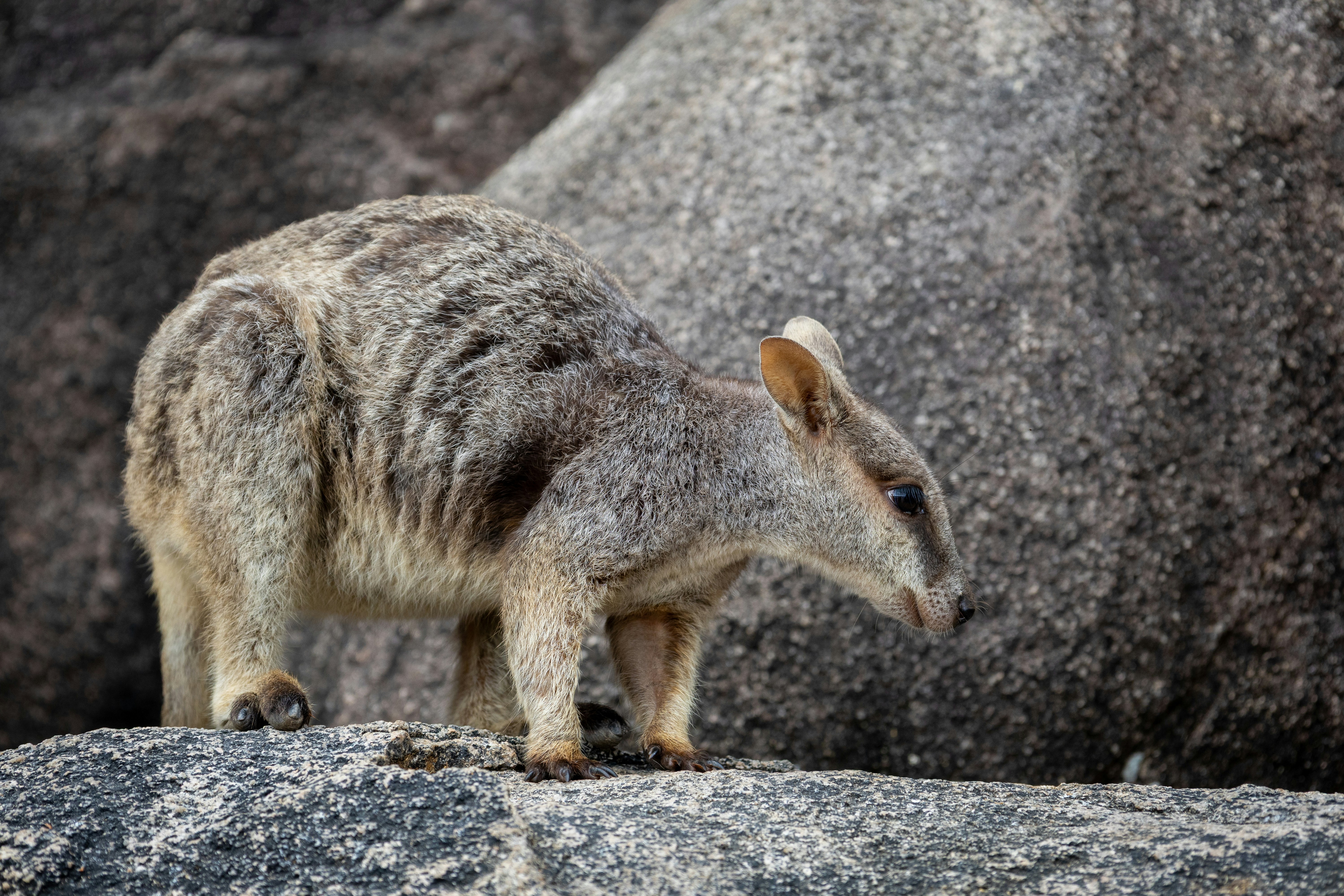 Granite Guardian: A Rock Hyrax Perched on a Weathered Slab