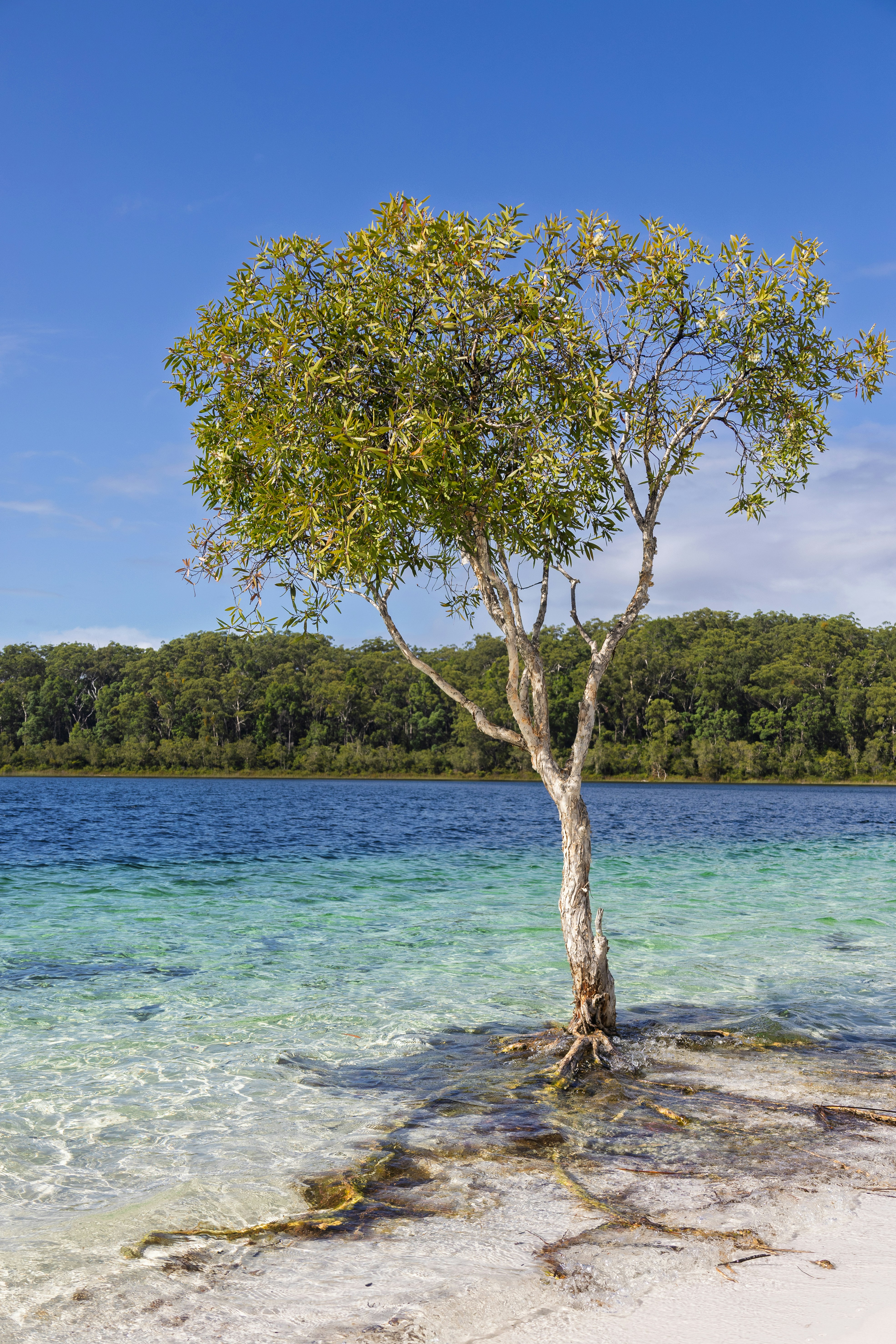 Solitary Sentinel by the Shore