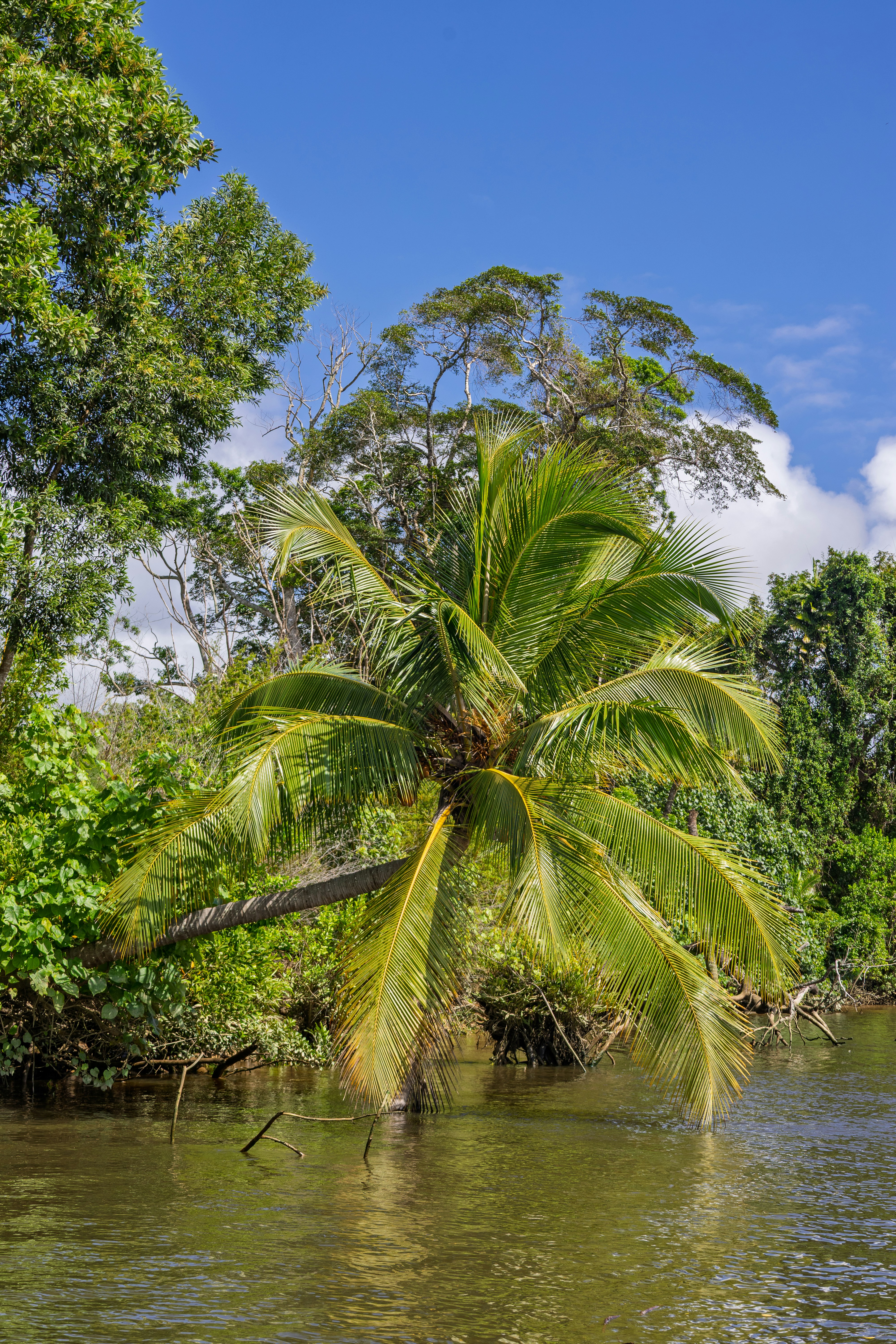 Emerald Oasis: A Tropical Retreat