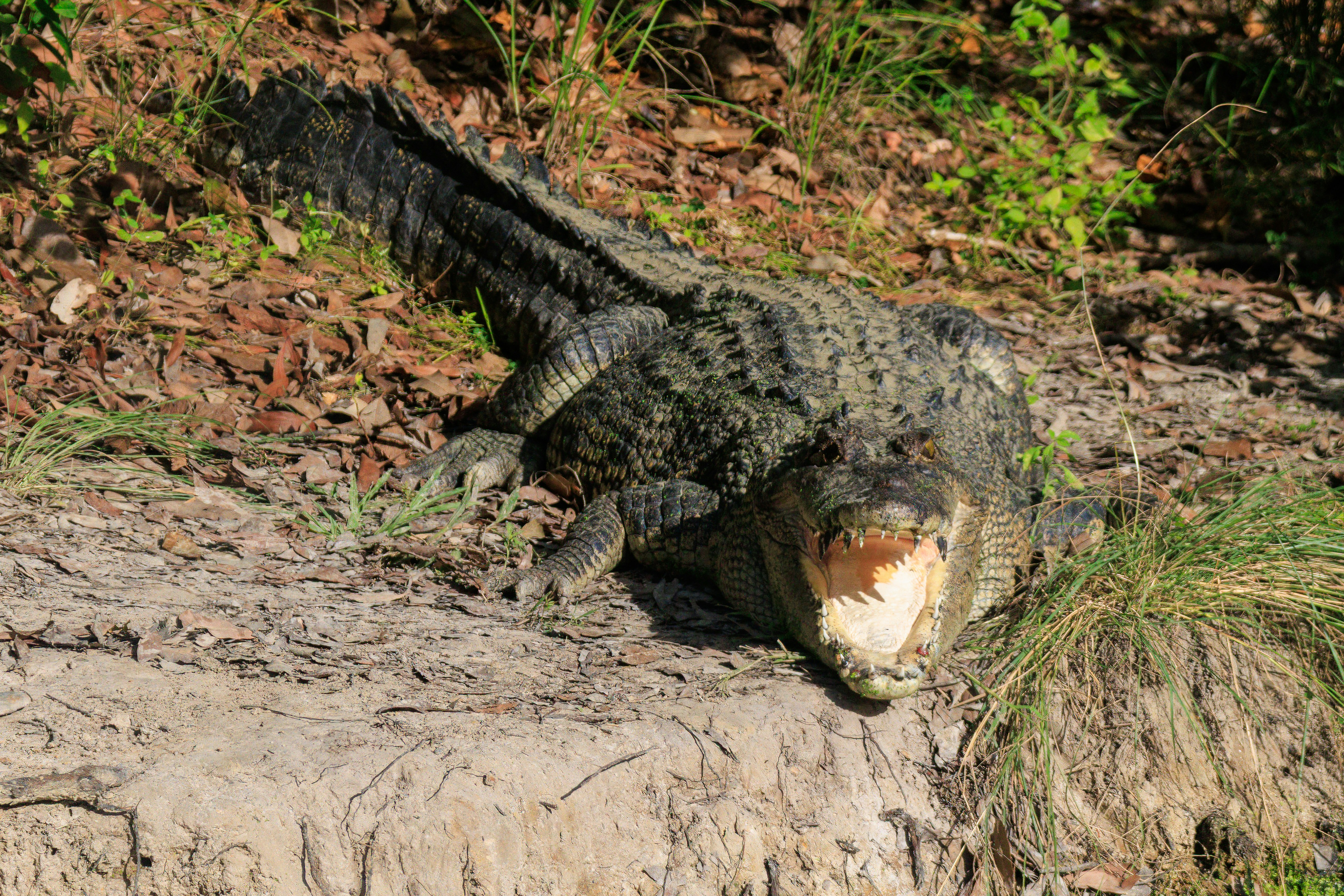 Majestic Reptilian Guardian of the Wetlands