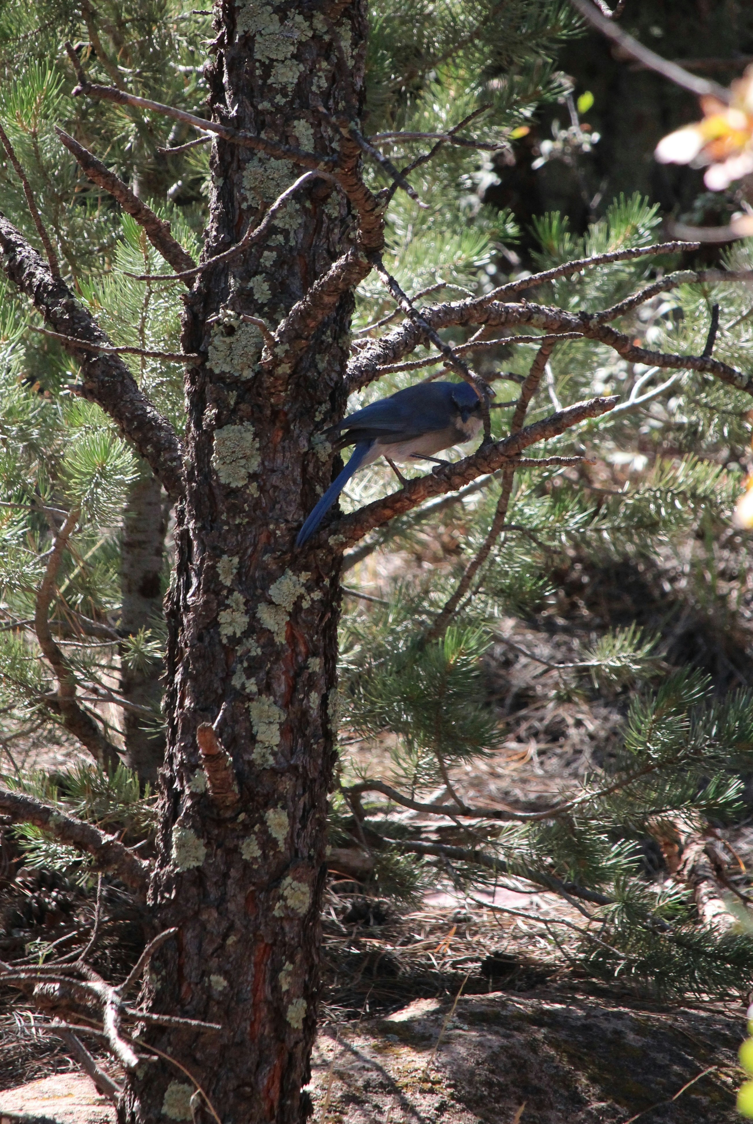 A Hidden Gem Among the Pines
