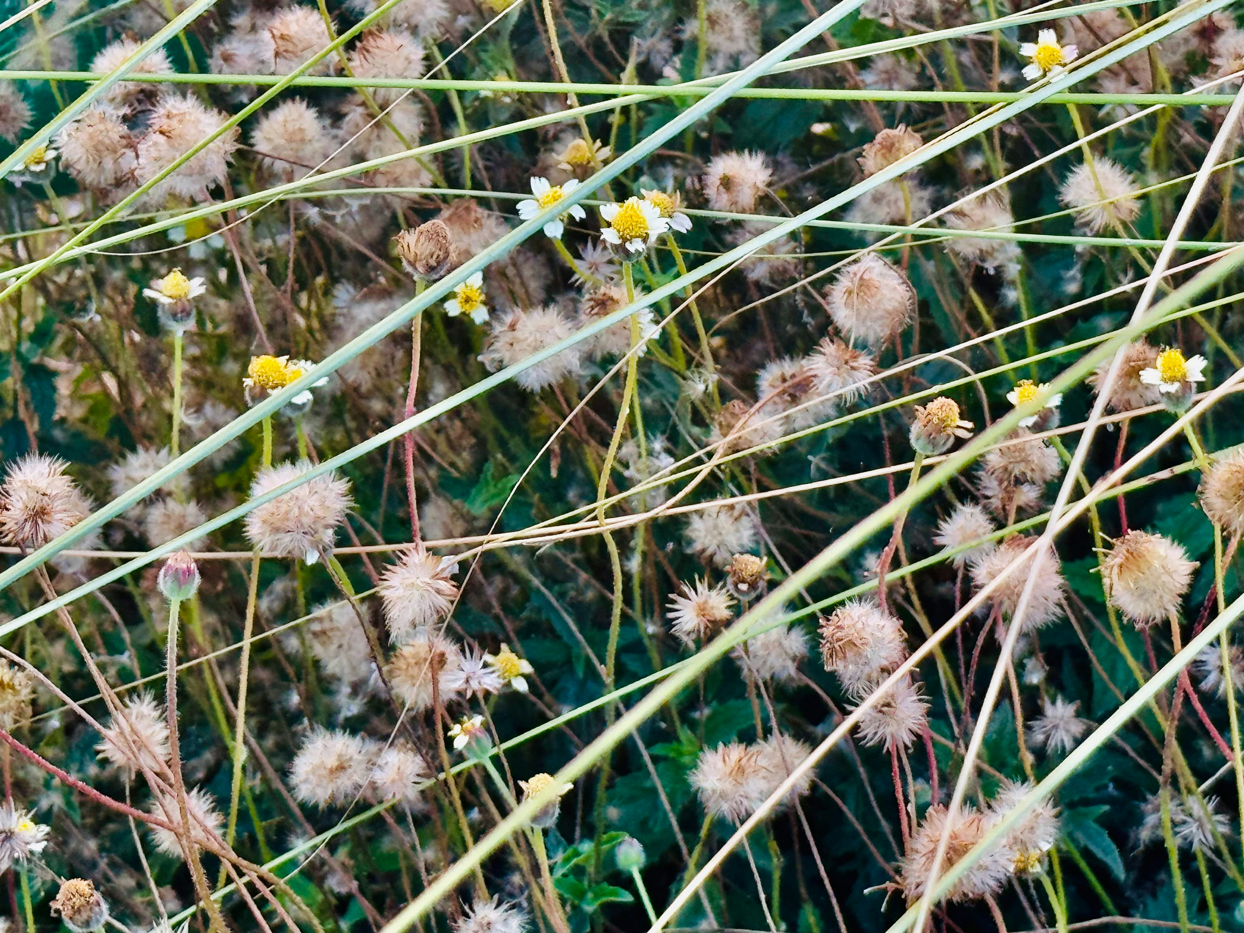 Whispers of Nature: A Tangle of Delicate Flora