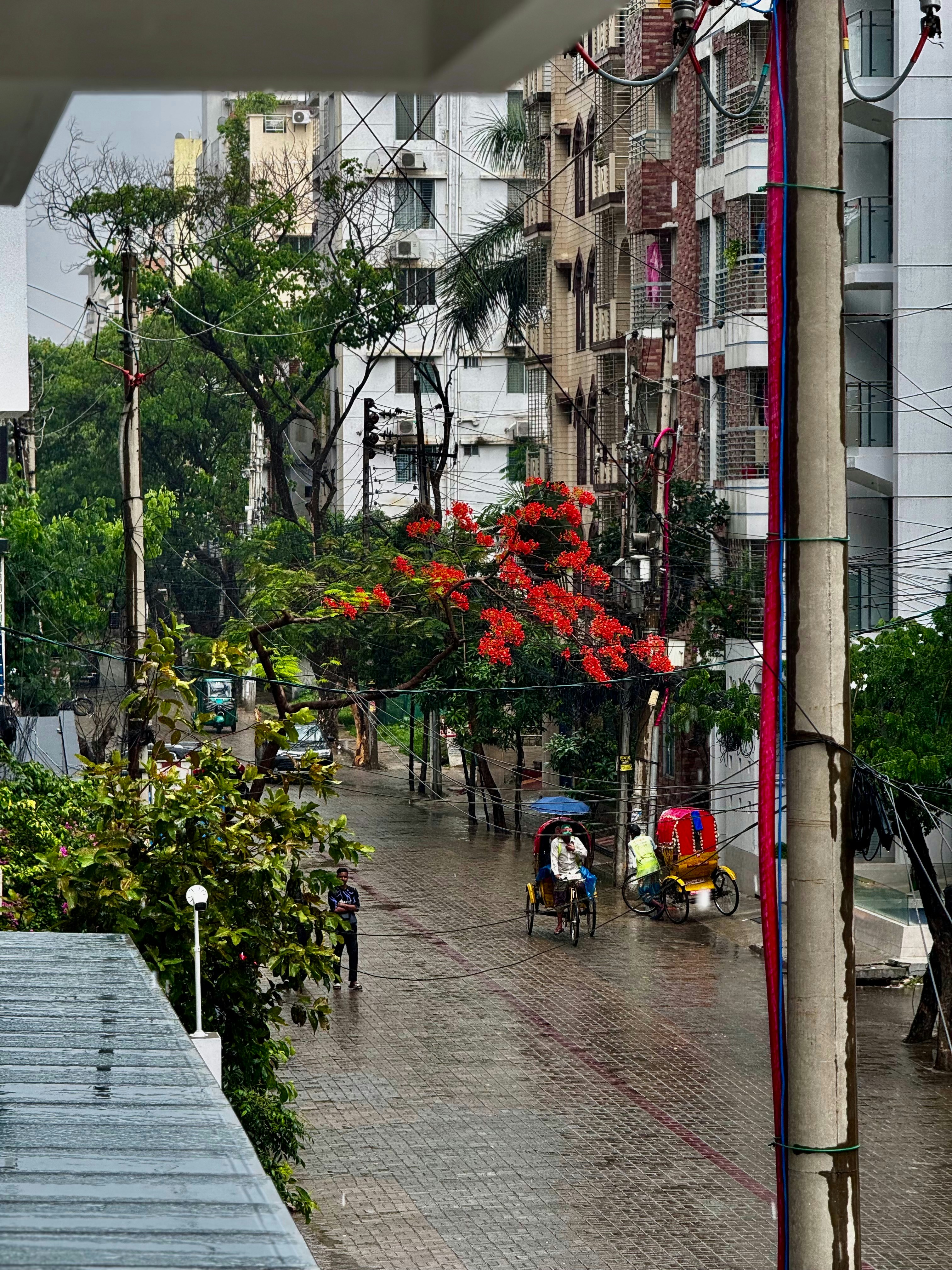 Street scene with rickshaws and flowering trees.