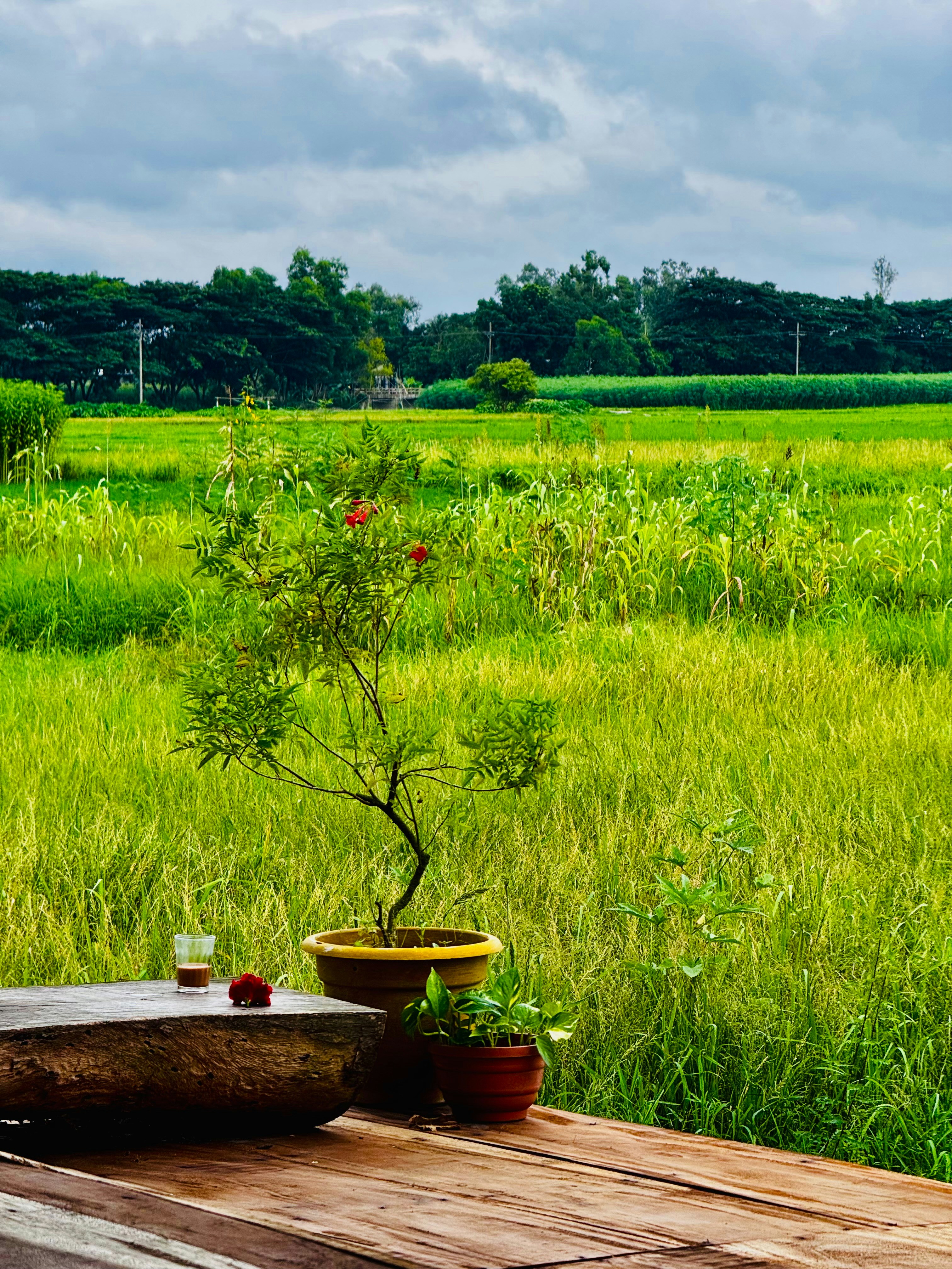 Potted Plant Still Life at the Edge of a Verdant Field