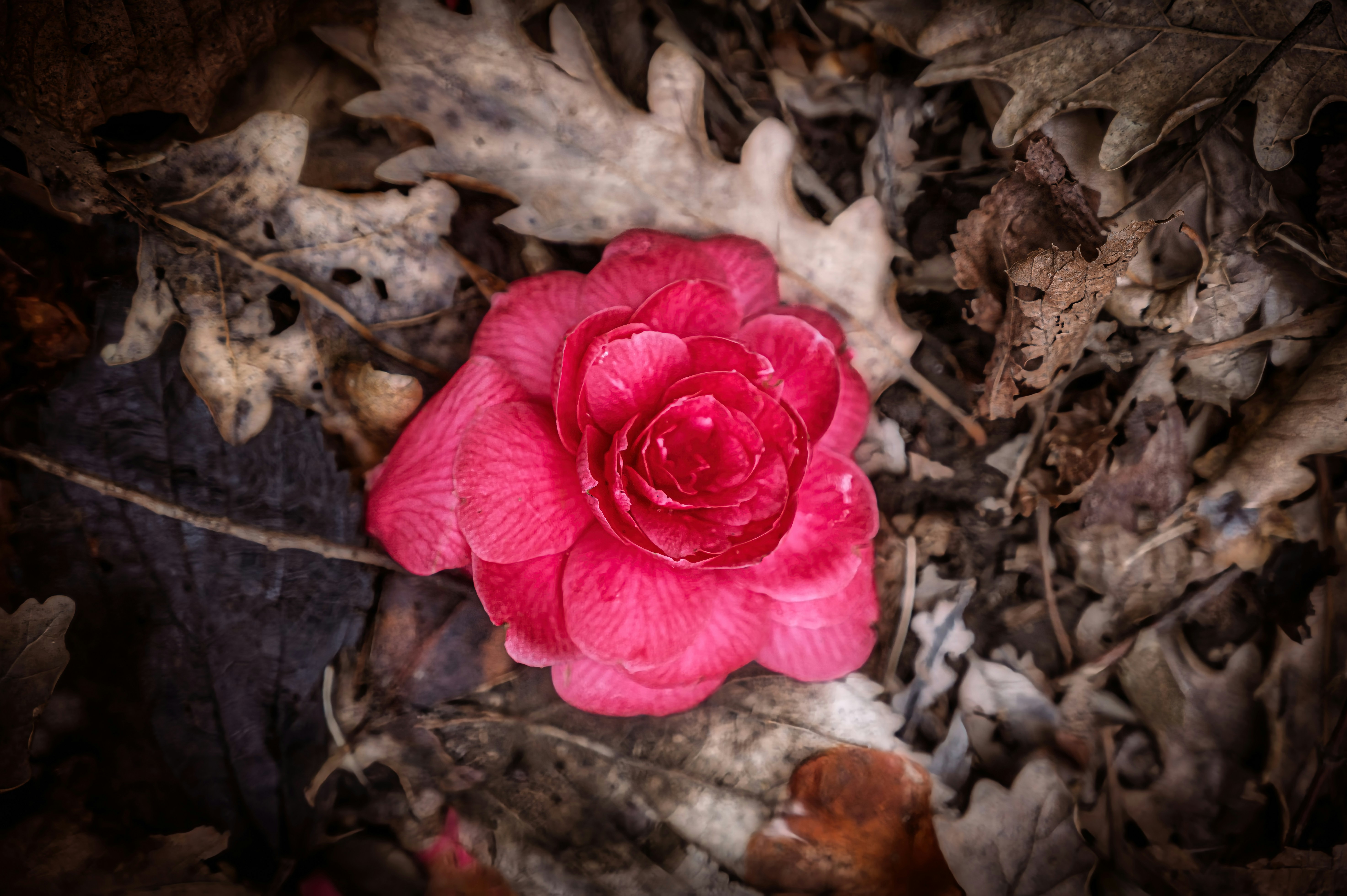 Nature's Resilient Gem Amidst Decay