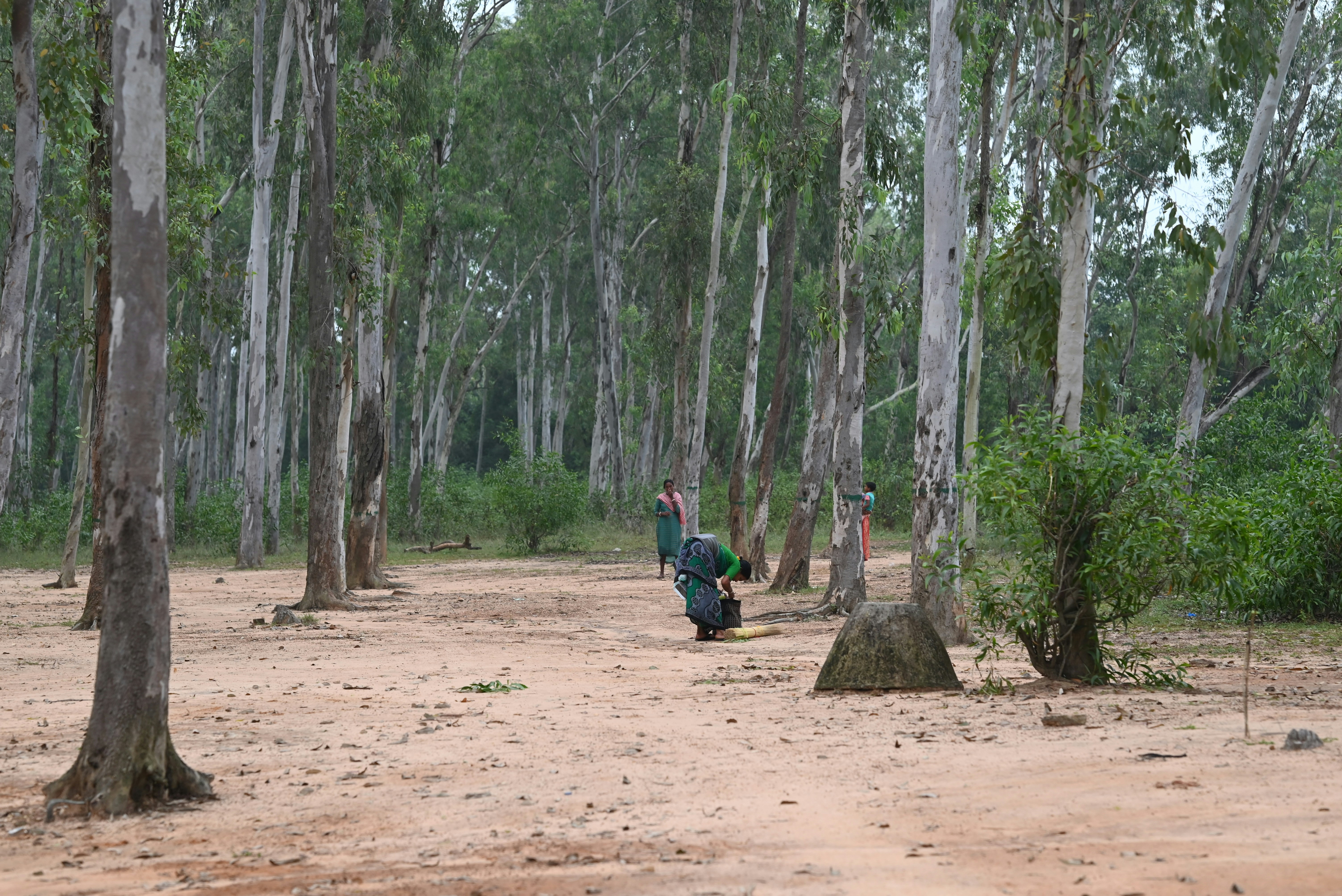 Whispers of the Eucalyptus Grove