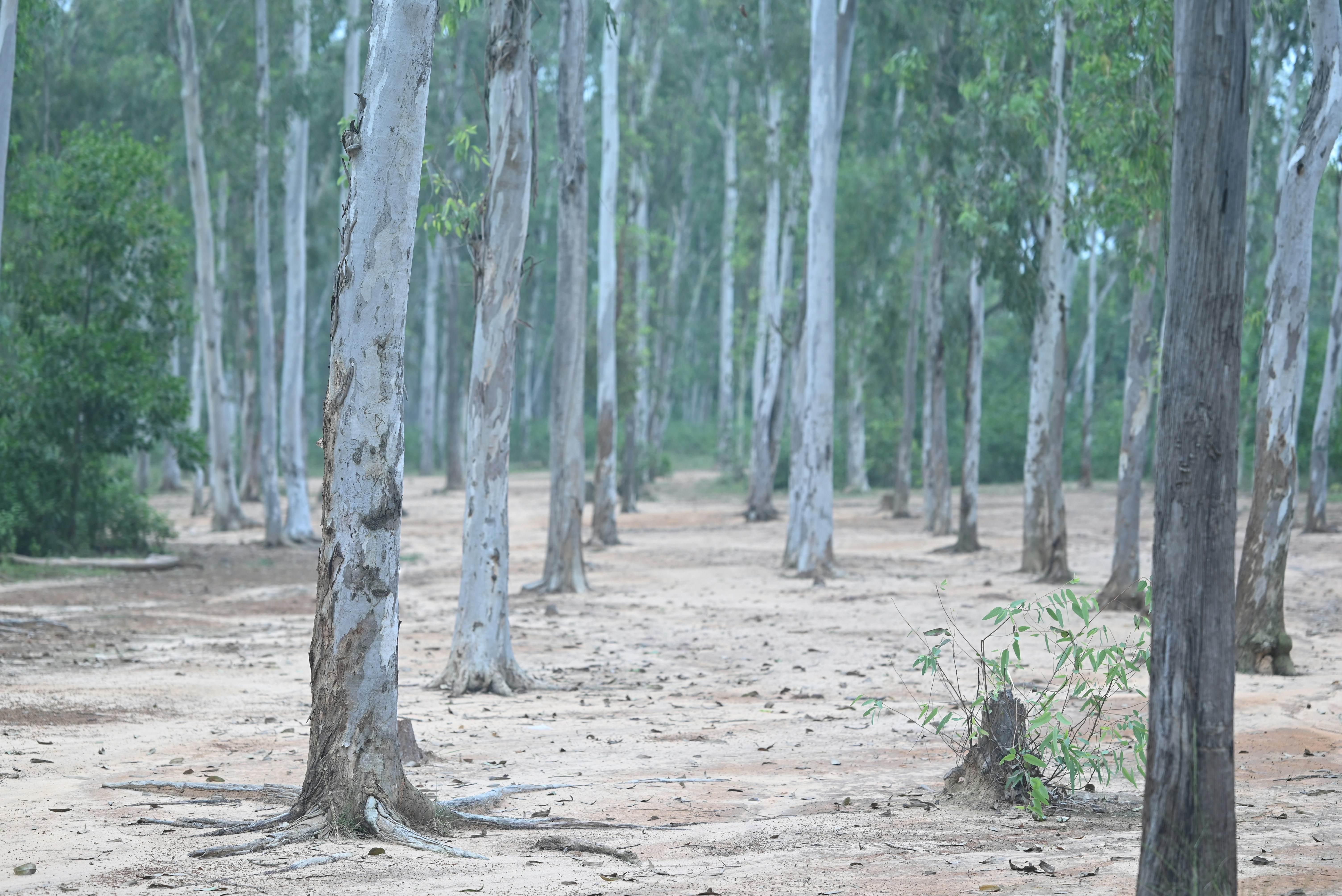 Whispers of the Eucalyptus Grove
