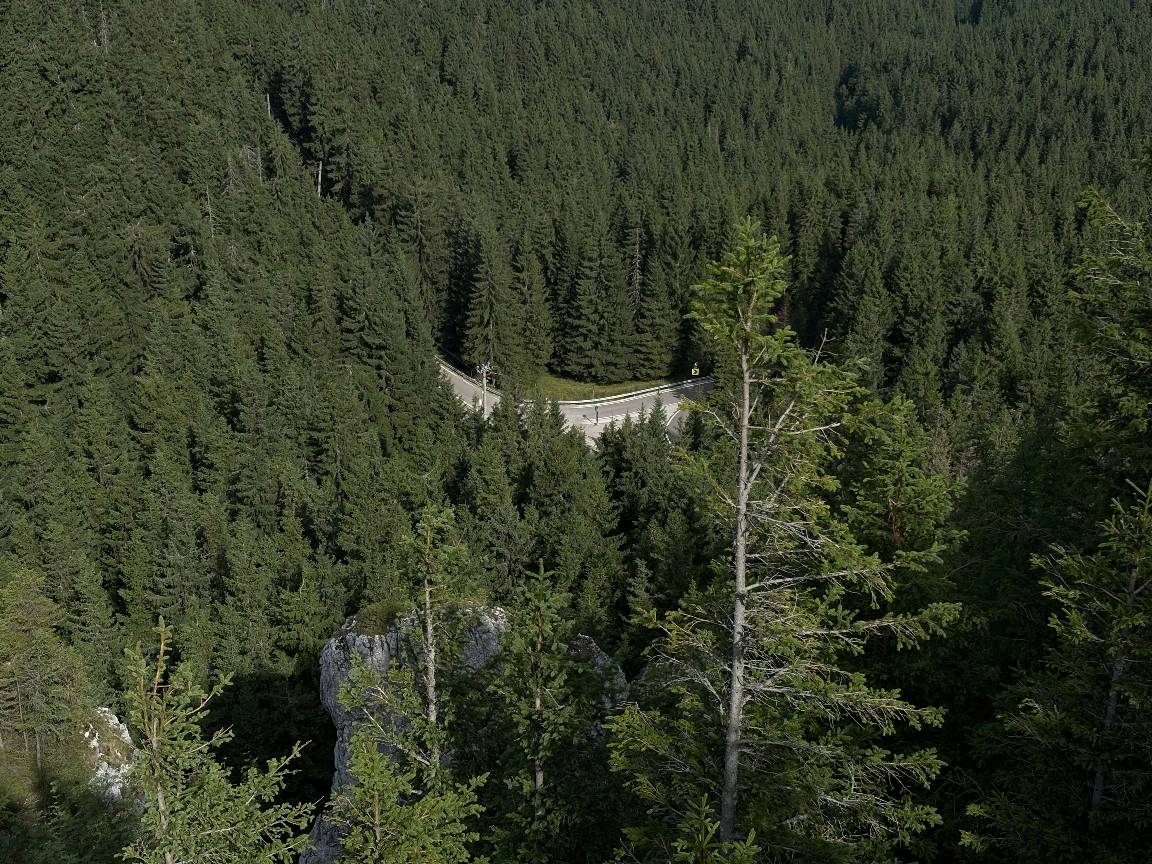 Winding Path Through the Emerald Canopy