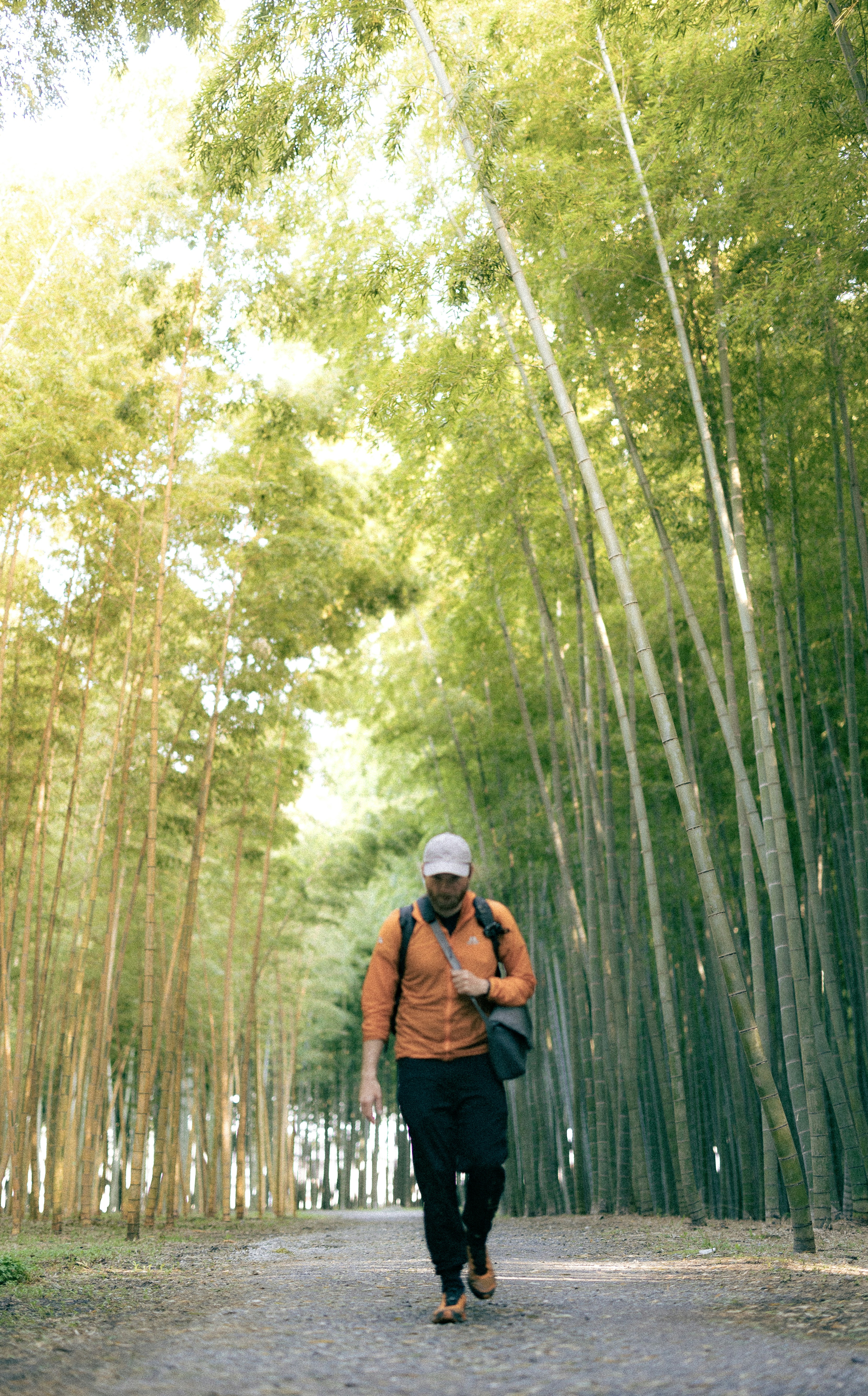 Wandering Through the Whispering Bamboo Grove