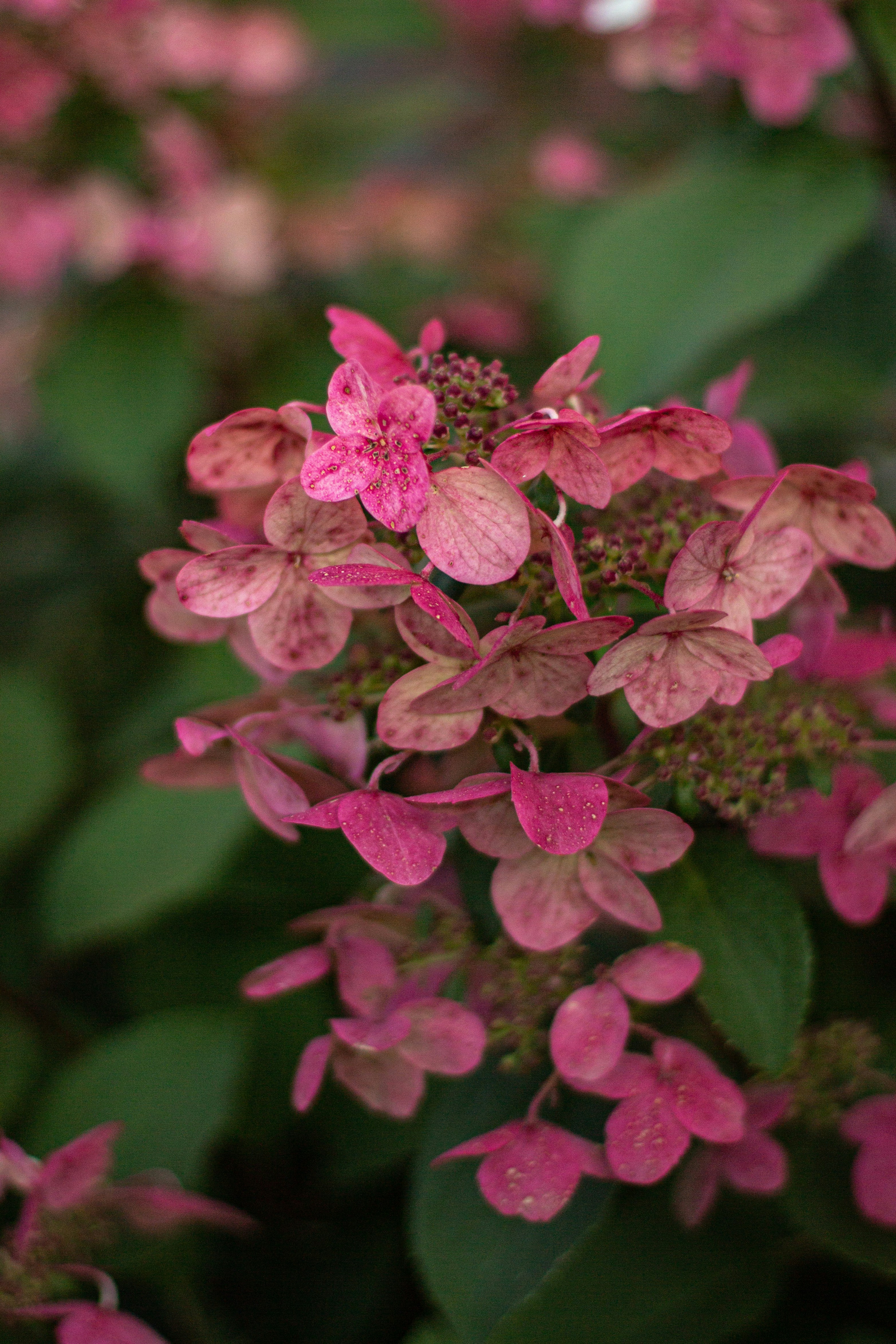 Close-up of delicate pink hydrangea flowers blooming.