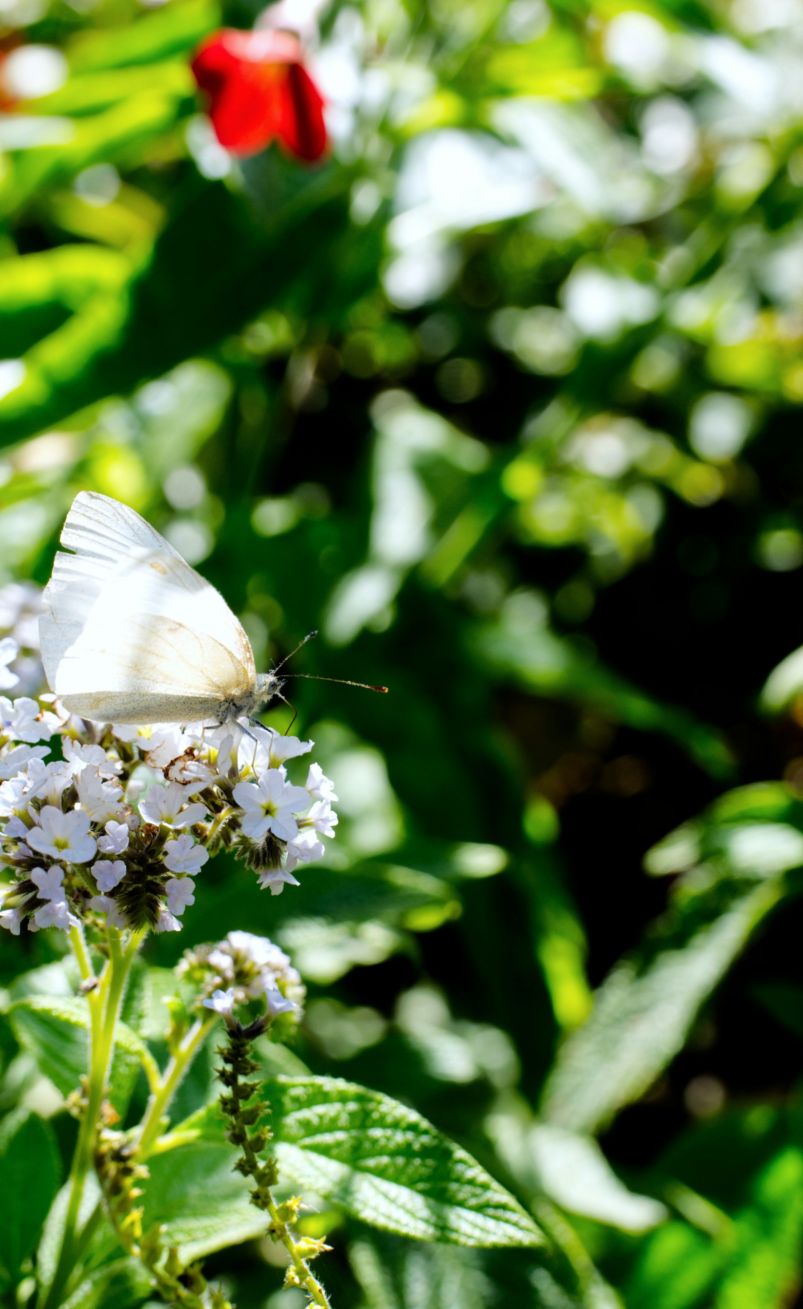 A white butterfly rests on a cluster of white flowers.